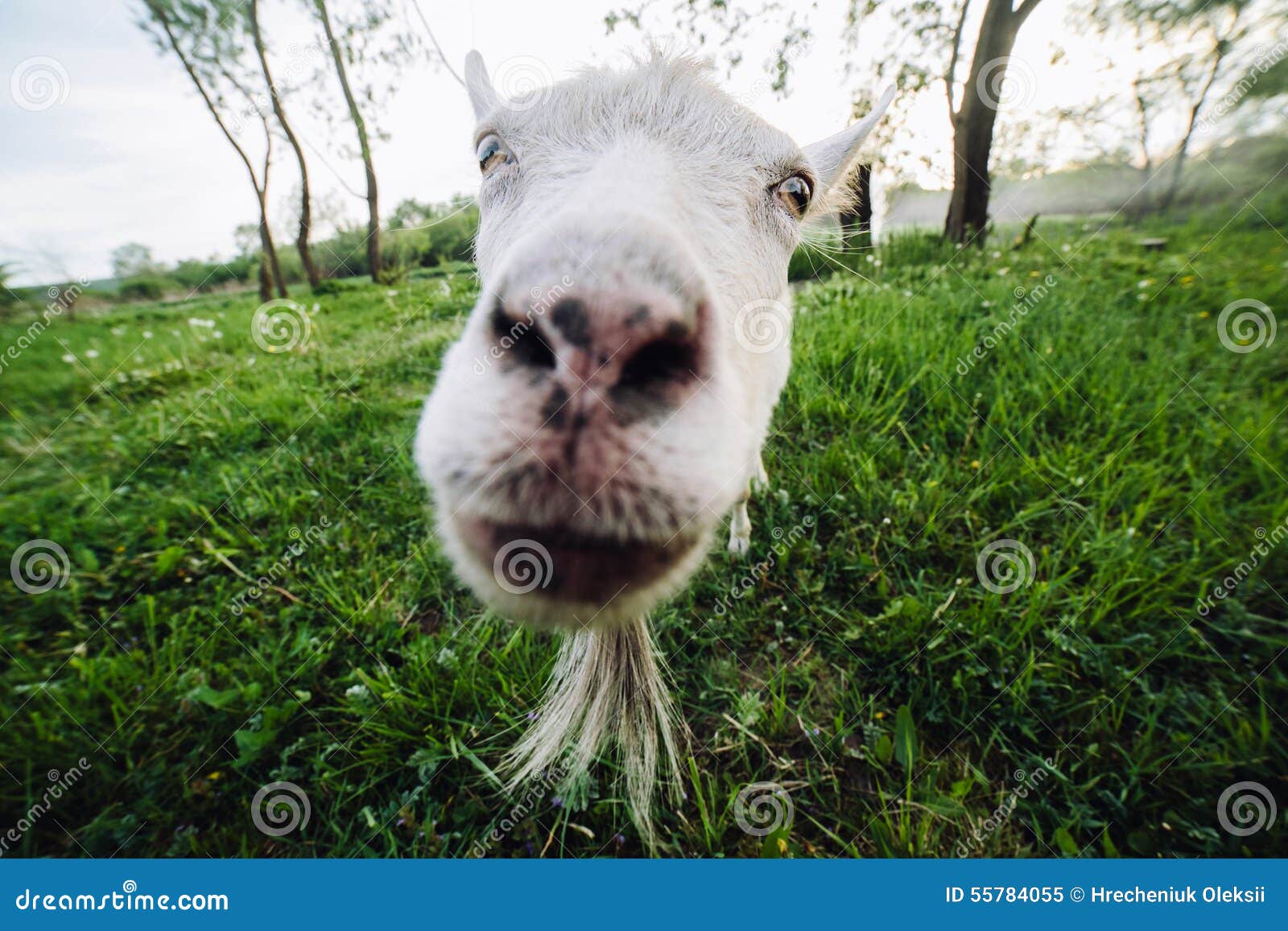 Goat Looking into the Camera Stock Image - Image of domestic, head ...