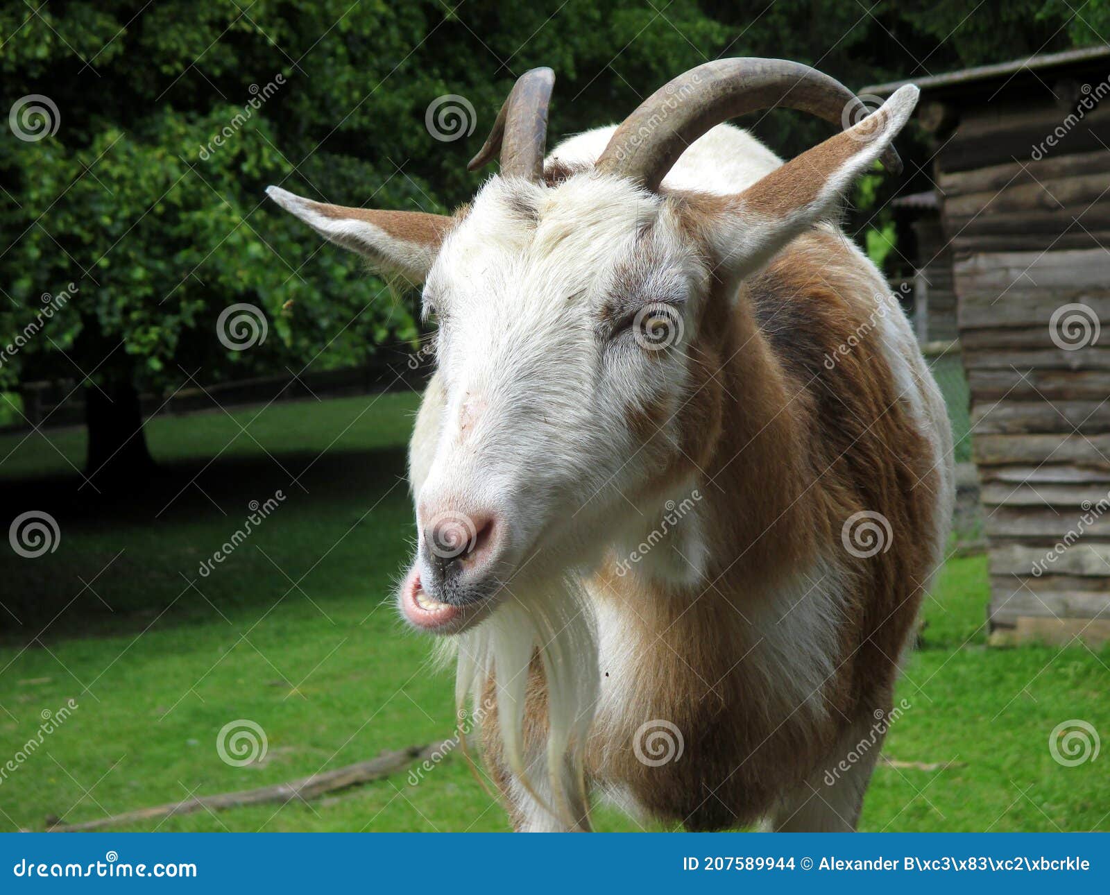 Goat is Looking into the Camera Stock Photo - Image of face, family ...
