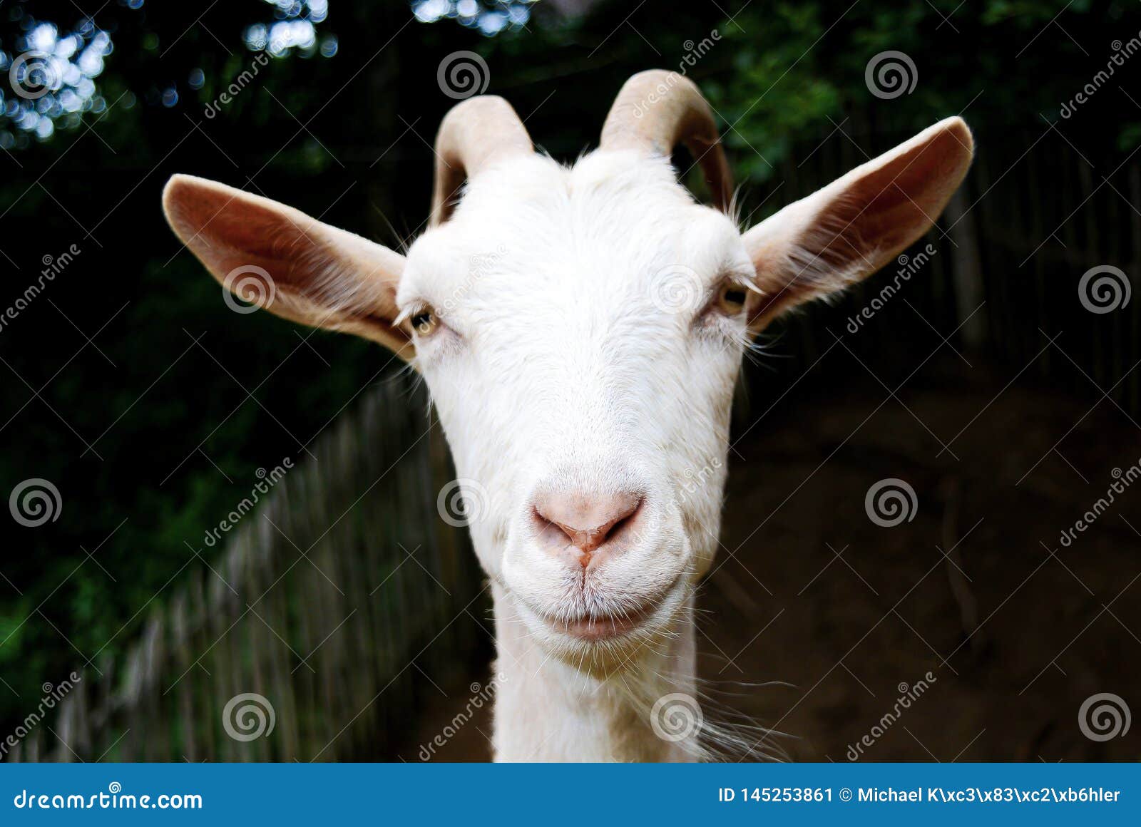 Goat is Looking in the Camera Face Stock Image - Image of brown, grass ...