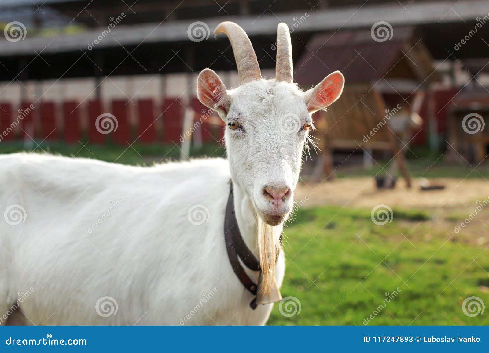 Goat Looking into Camera with Farm in Background Stock Image - Image of ...