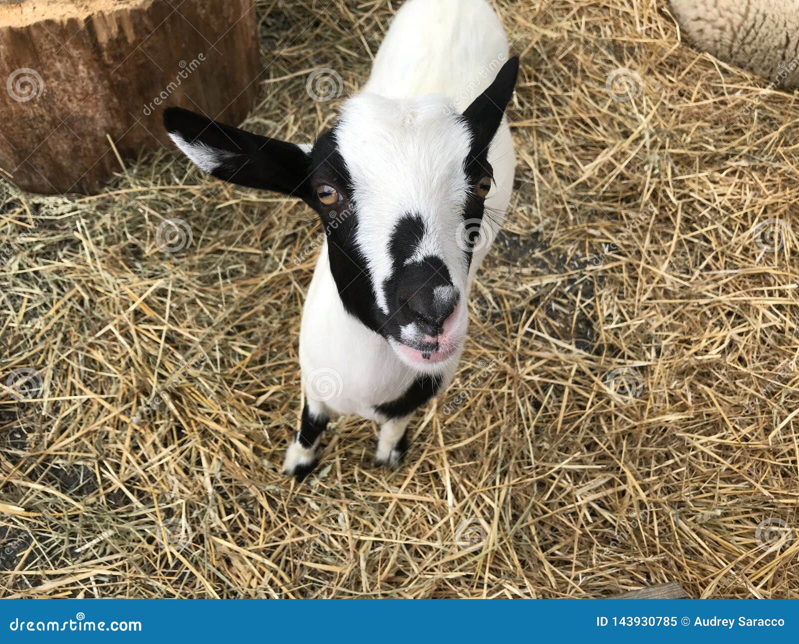 Goat looking at camera stock image. Image of embracing - 143930785