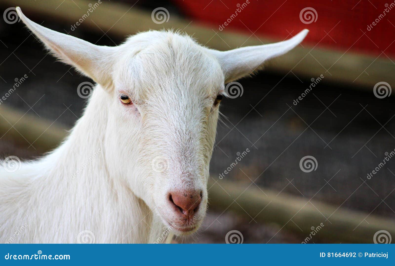 Goat Looking at Camera with Space for Copy Stock Photo - Image of ...