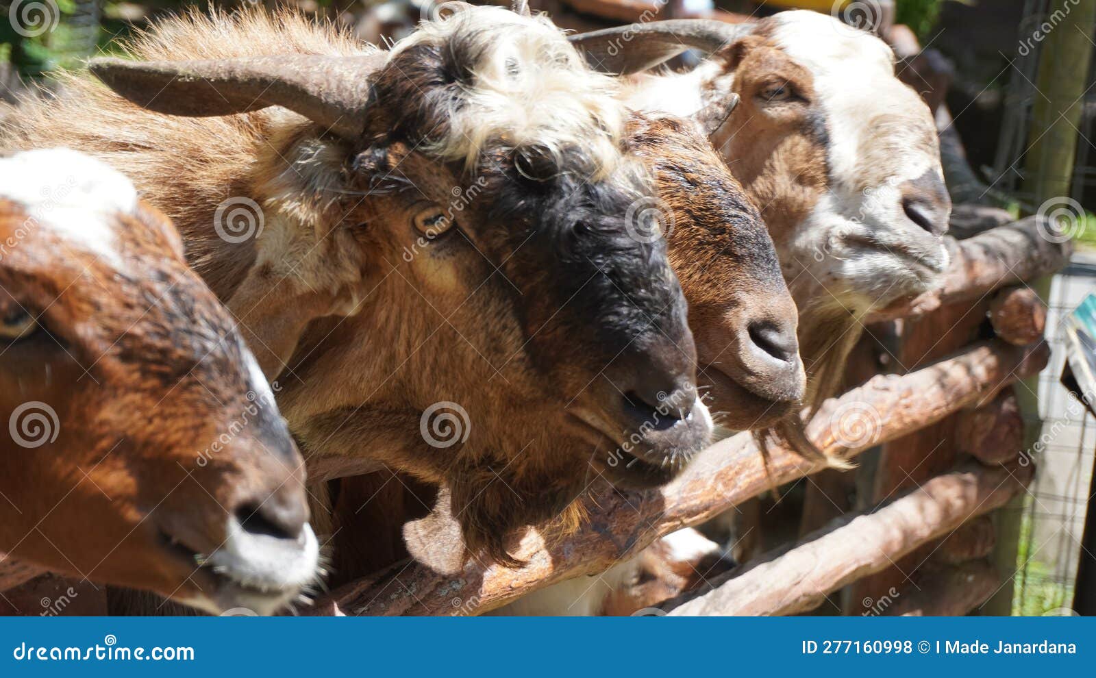 Goat Looking at Camera in Zoo Stock Photo - Image of child, face: 277160998