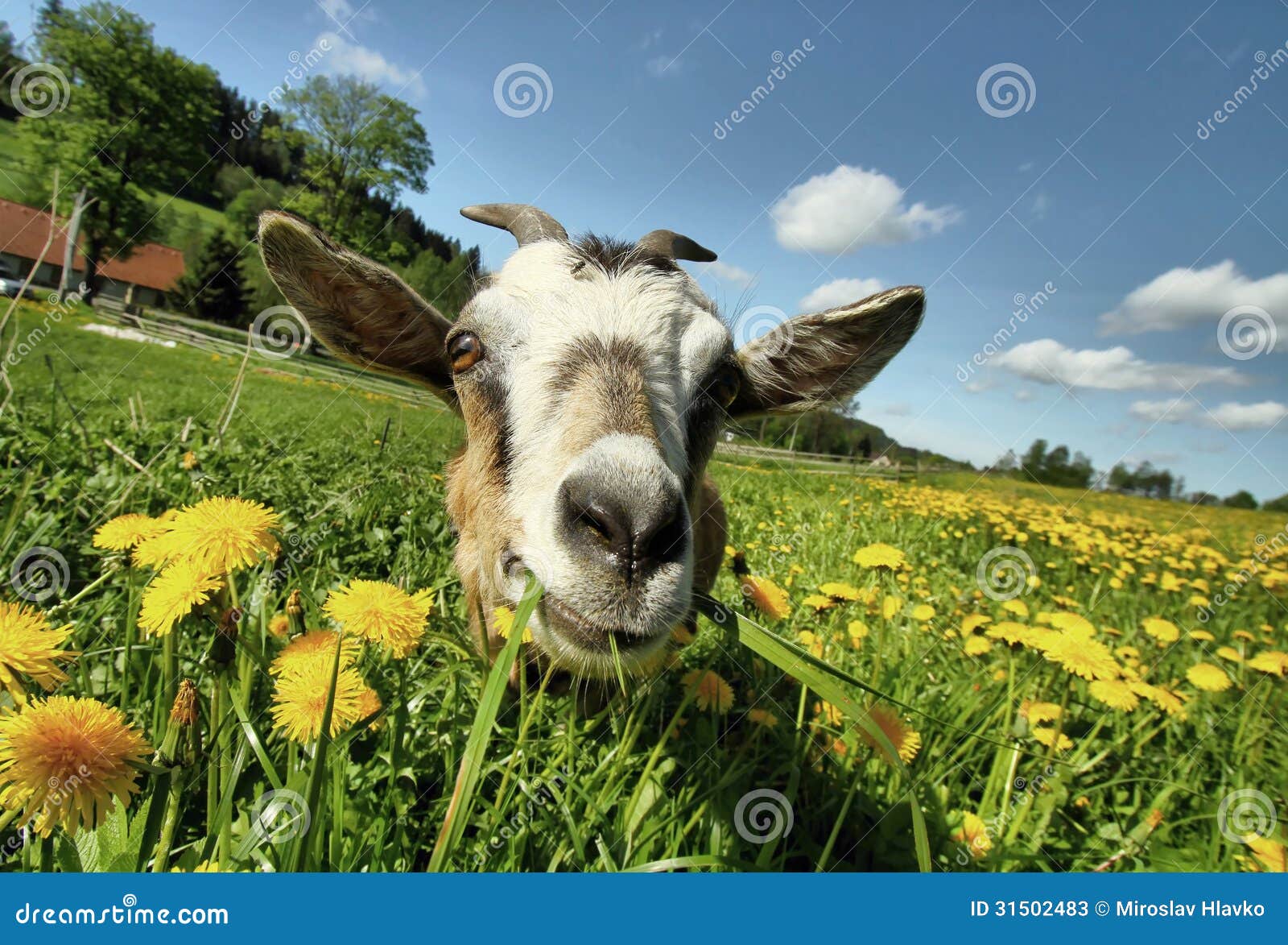 Goat looking stock image. Image of horn, dandelion, goat - 31502483