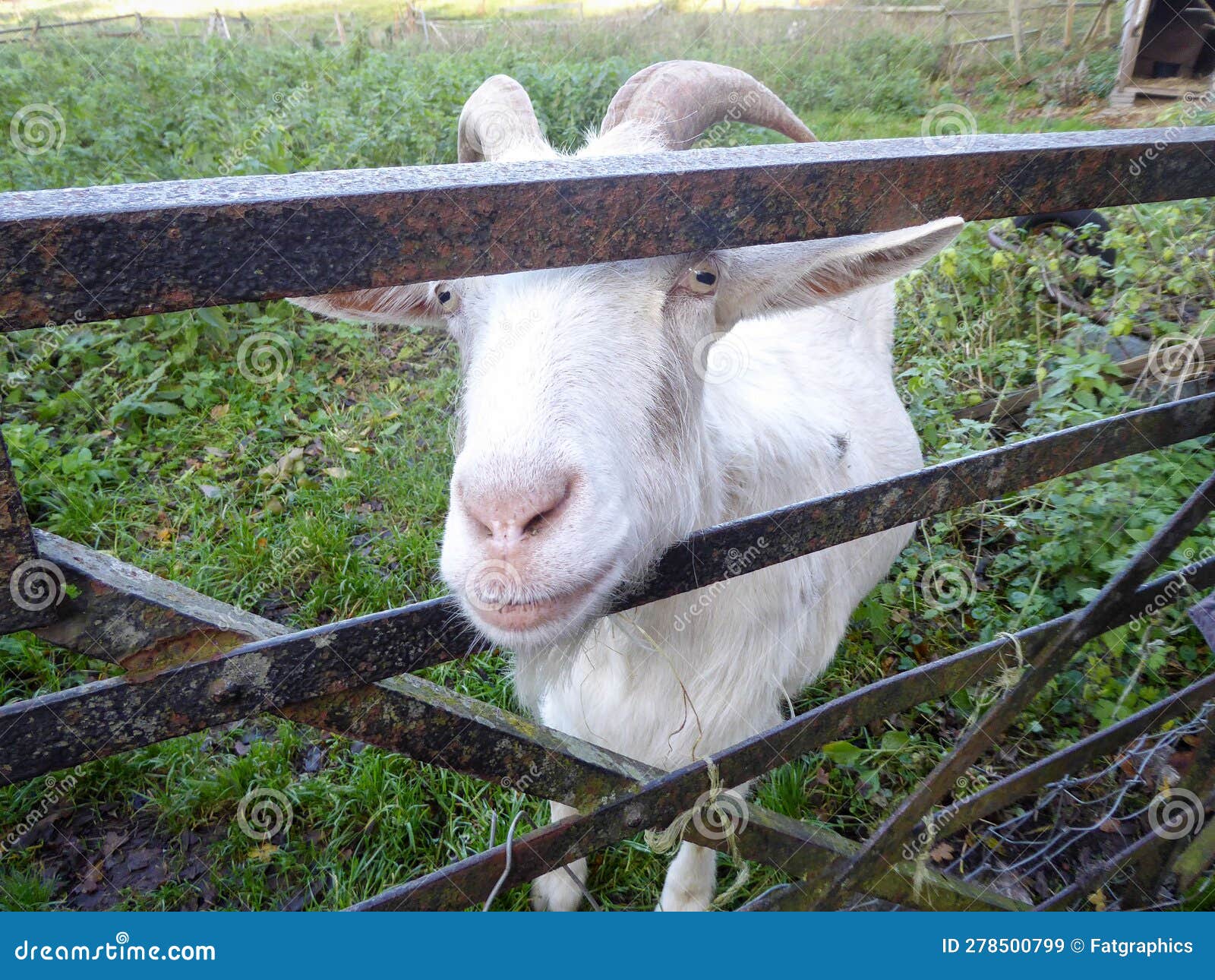 Goat looking through gate stock image. Image of goat - 278500799