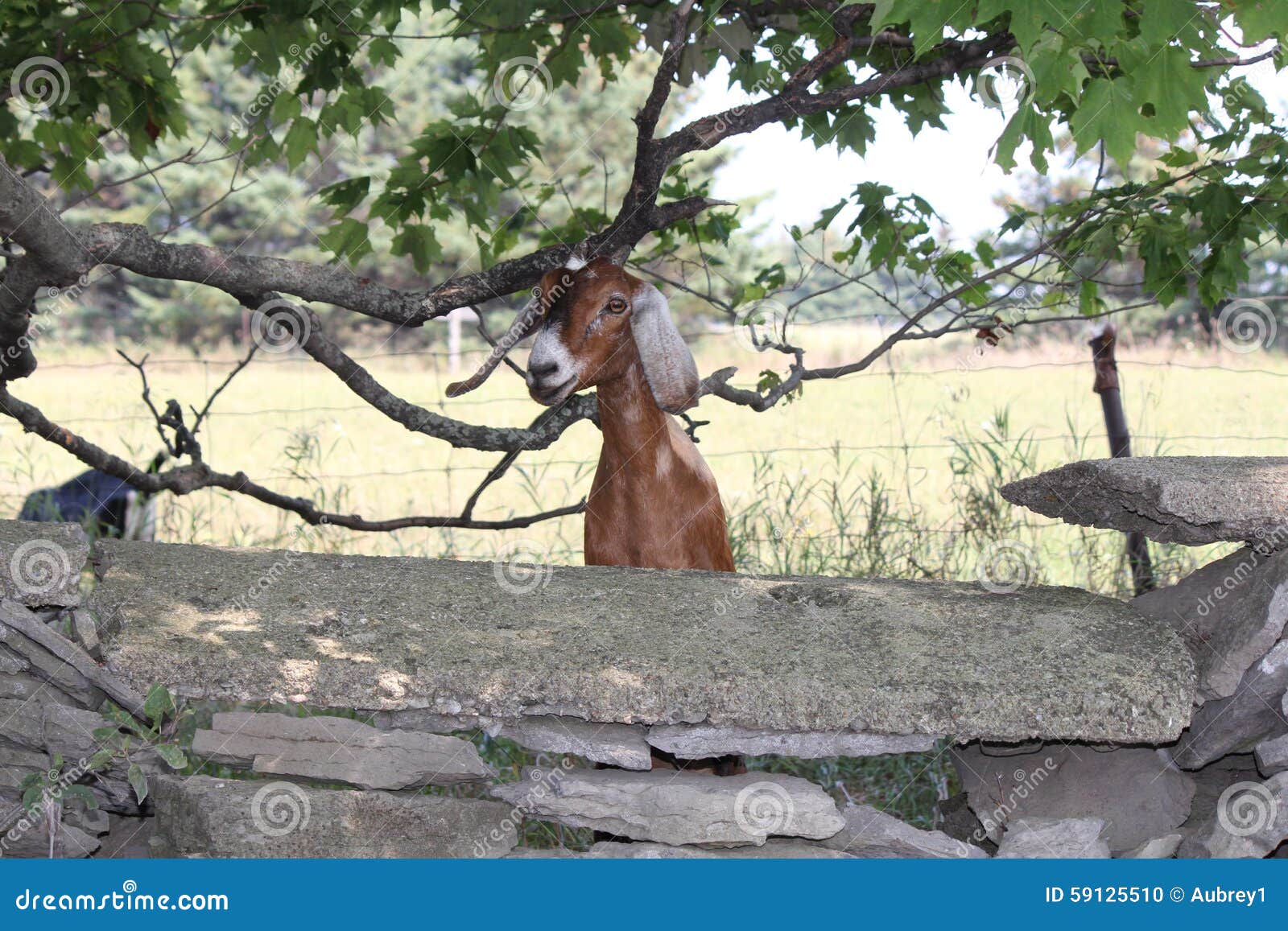 Goat looking over Wall stock photo. Image of looking - 59125510