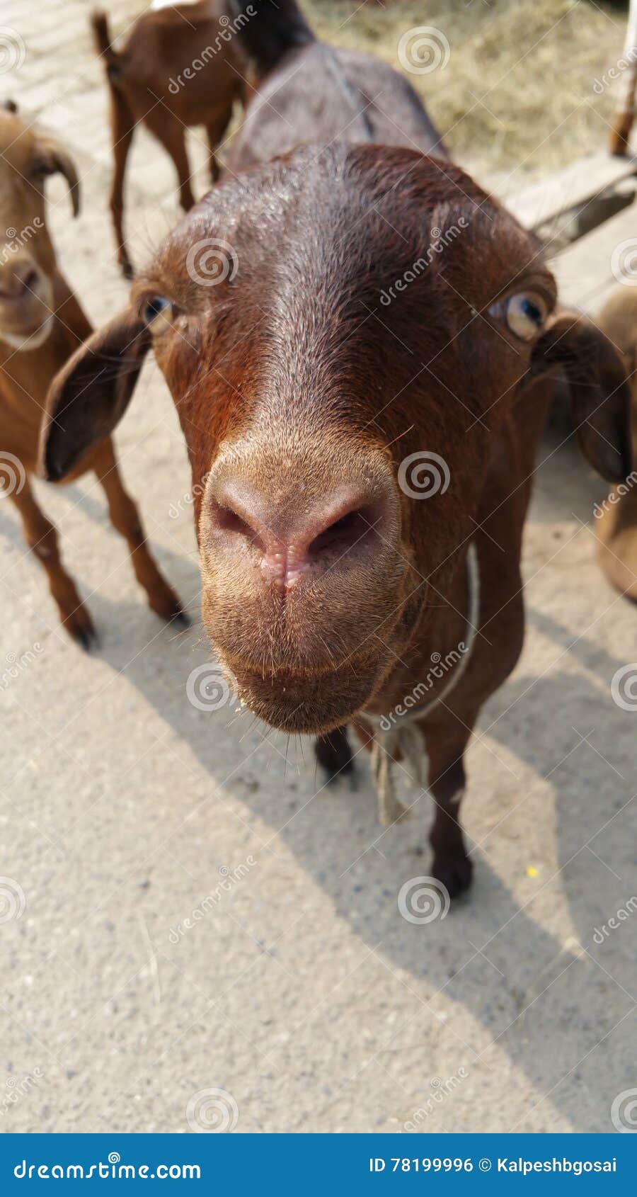 Goat looking surprised stock photo. Image of mammal, horns - 78199996