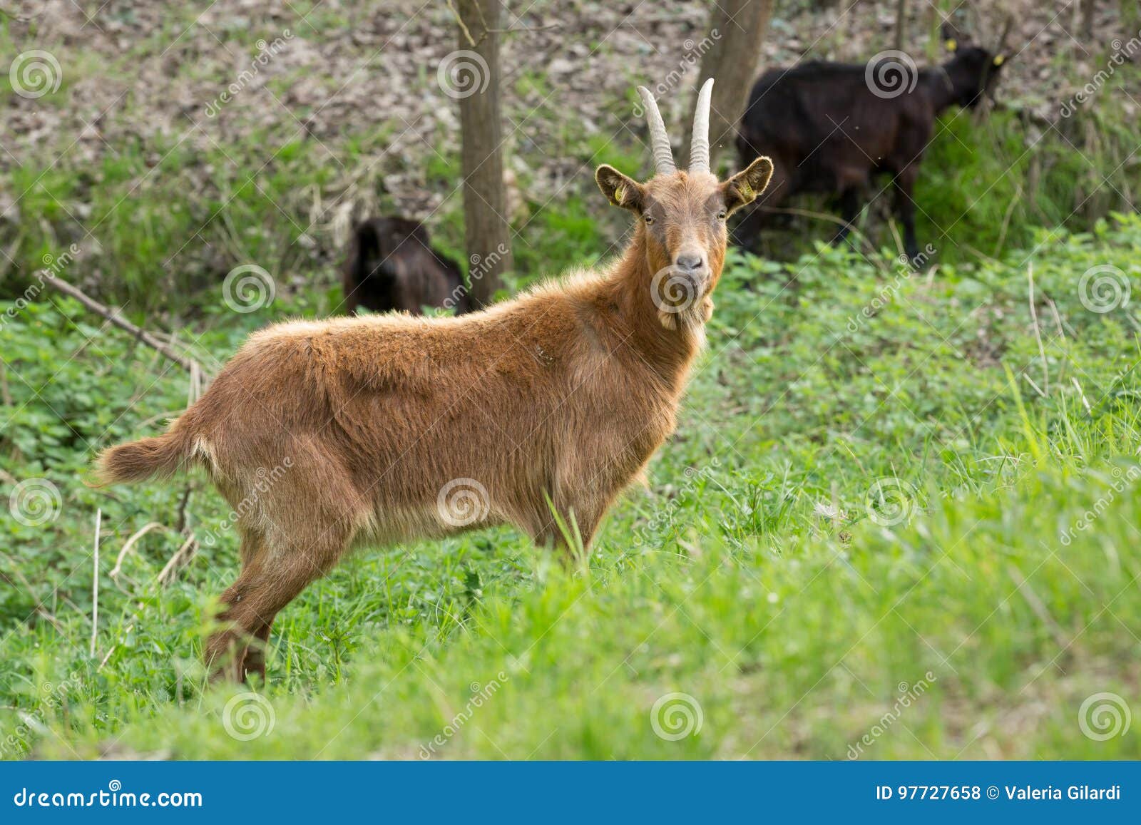 Goat Looking Towards Photographer Stock Photo - Image of green, horns ...