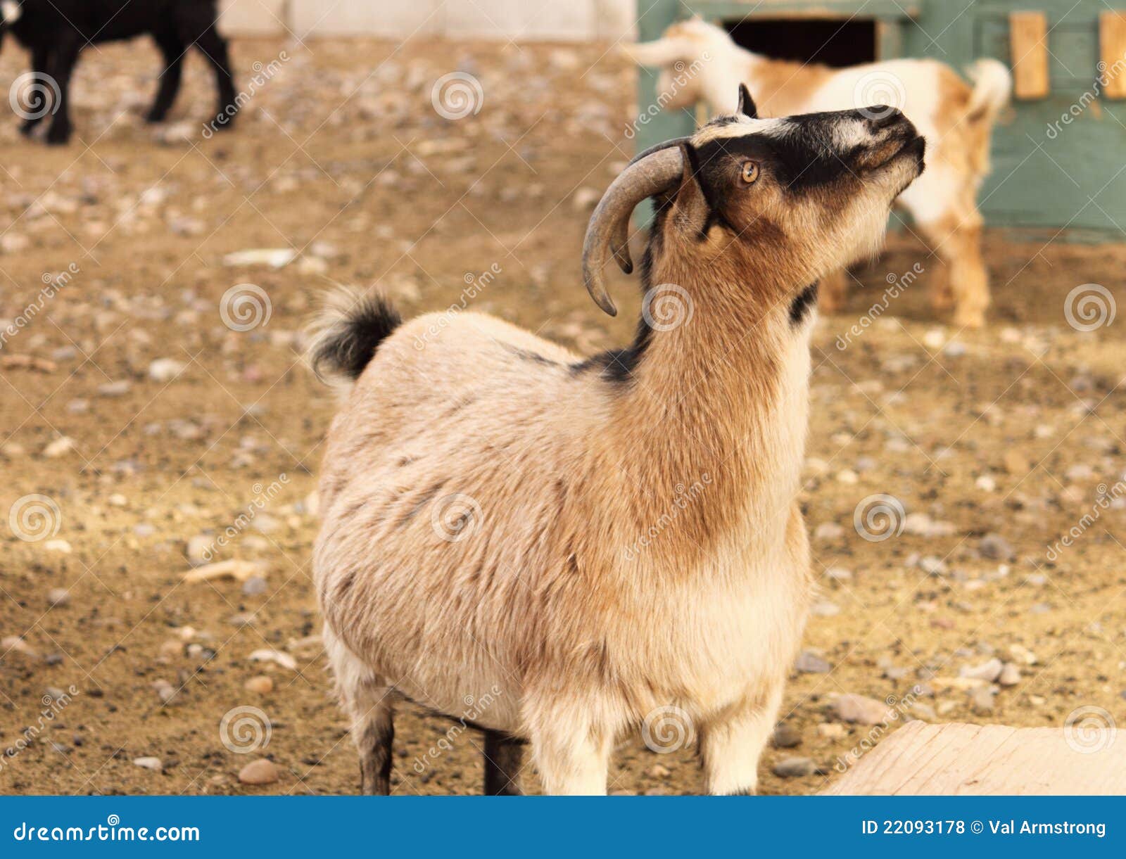 Goat Looking Up stock photo. Image of farm, dairy, food - 22093178