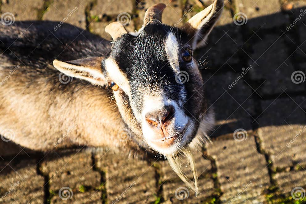 A Goat Looking Up from a Stone Way Stock Photo - Image of cute, animal ...