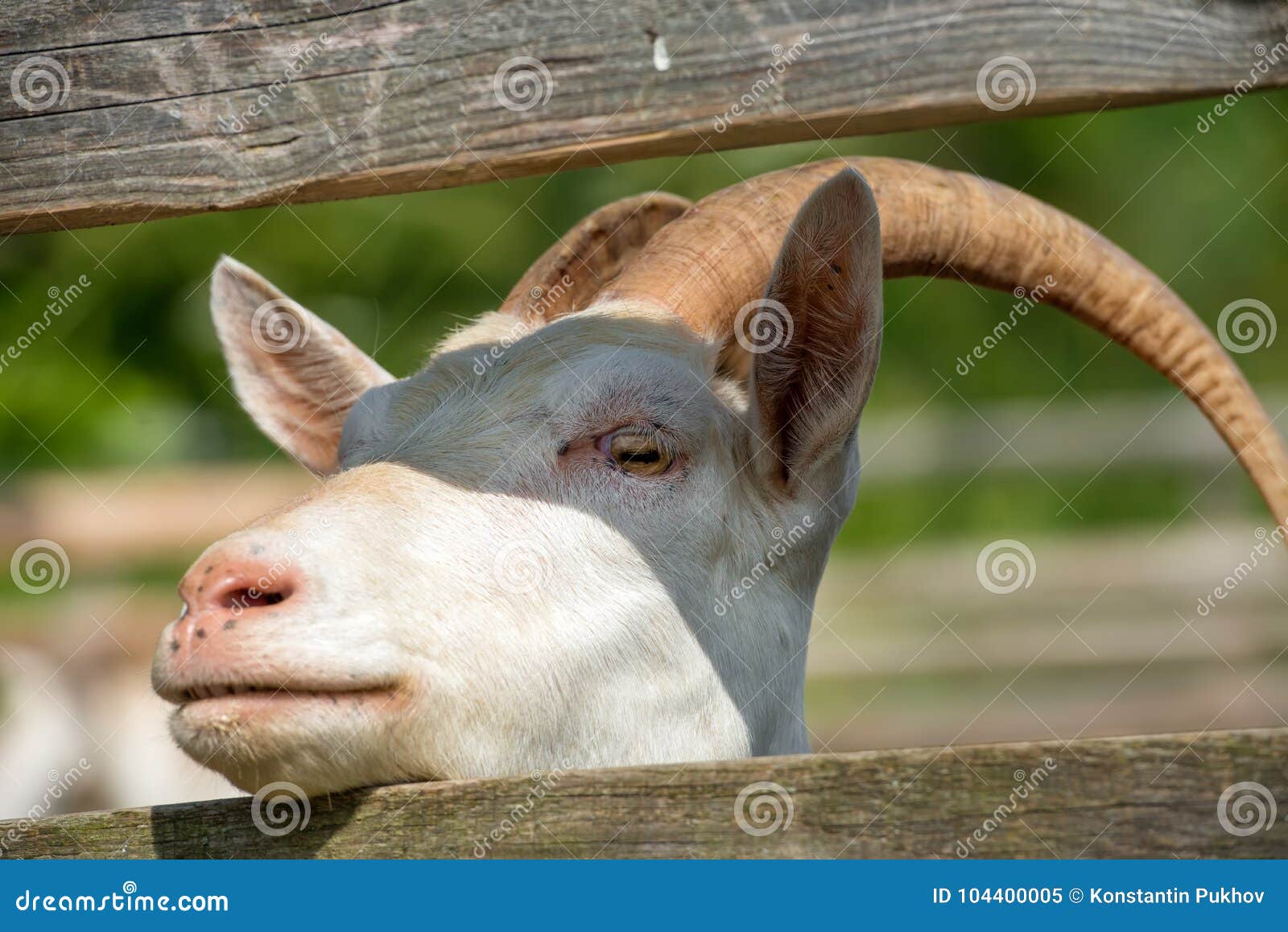 The goat looks stock image. Image of herbivorous, face - 104400005