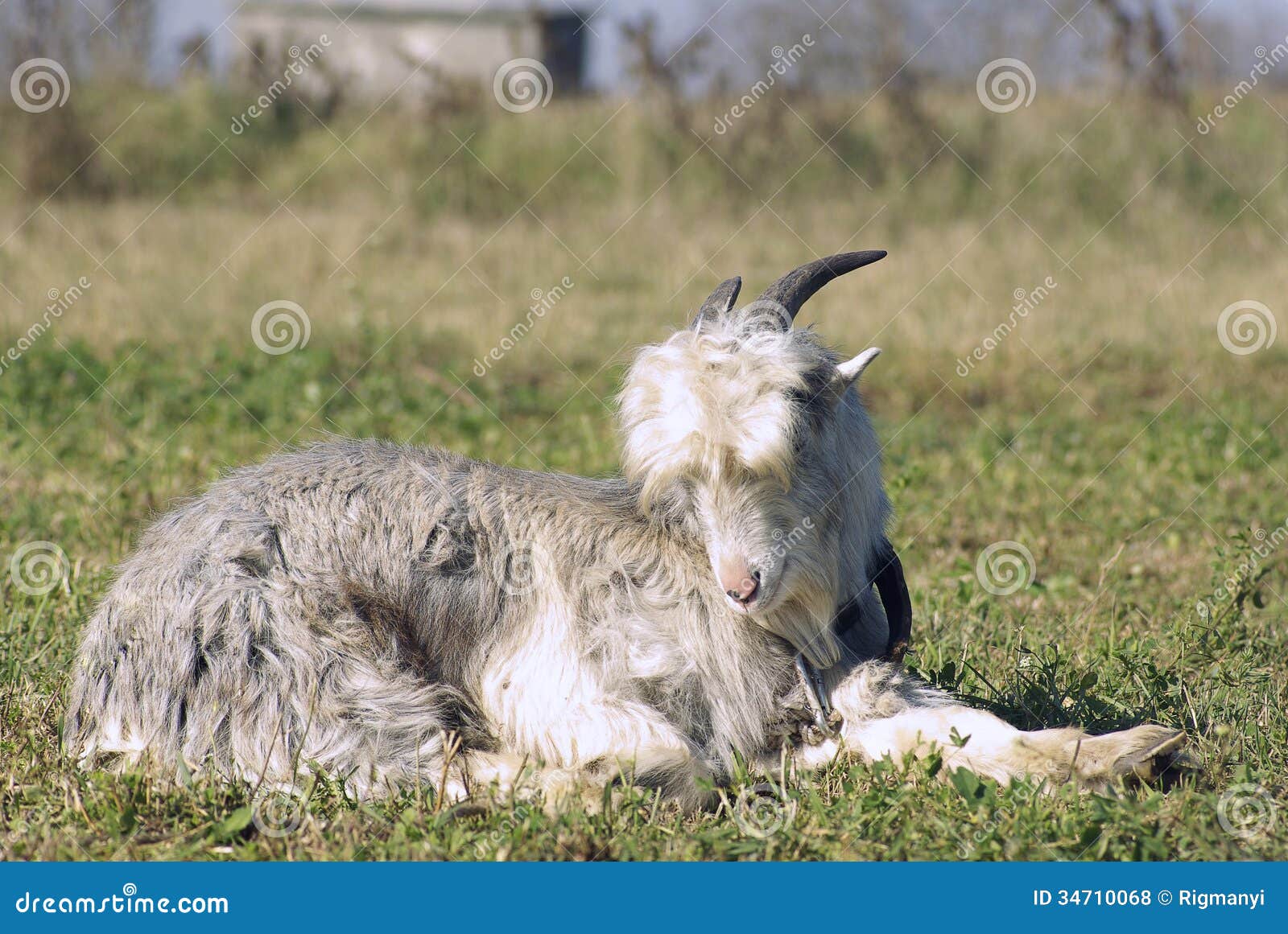 Goat stock photo. Image of grass, outdoors, goat, enjoying - 34710068
