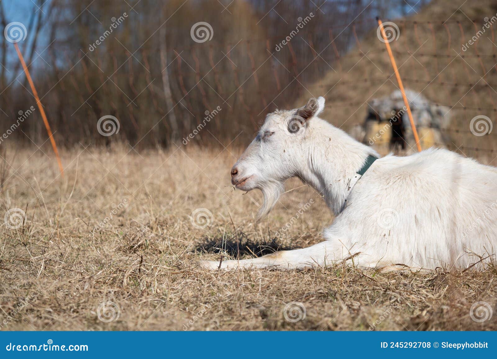 Goat Lying on the Ground in the Paddock and Enjoying Sun Stock Photo ...
