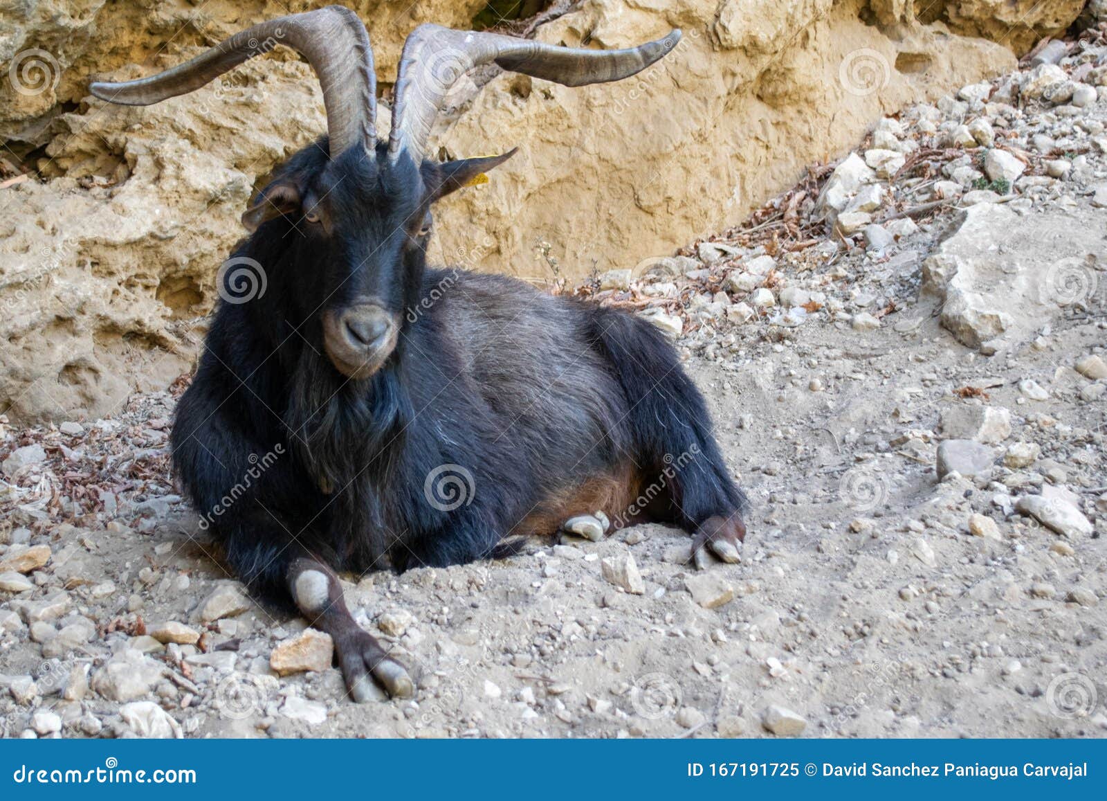 Goat Lying on the Ground Watching Stock Image - Image of livestock ...