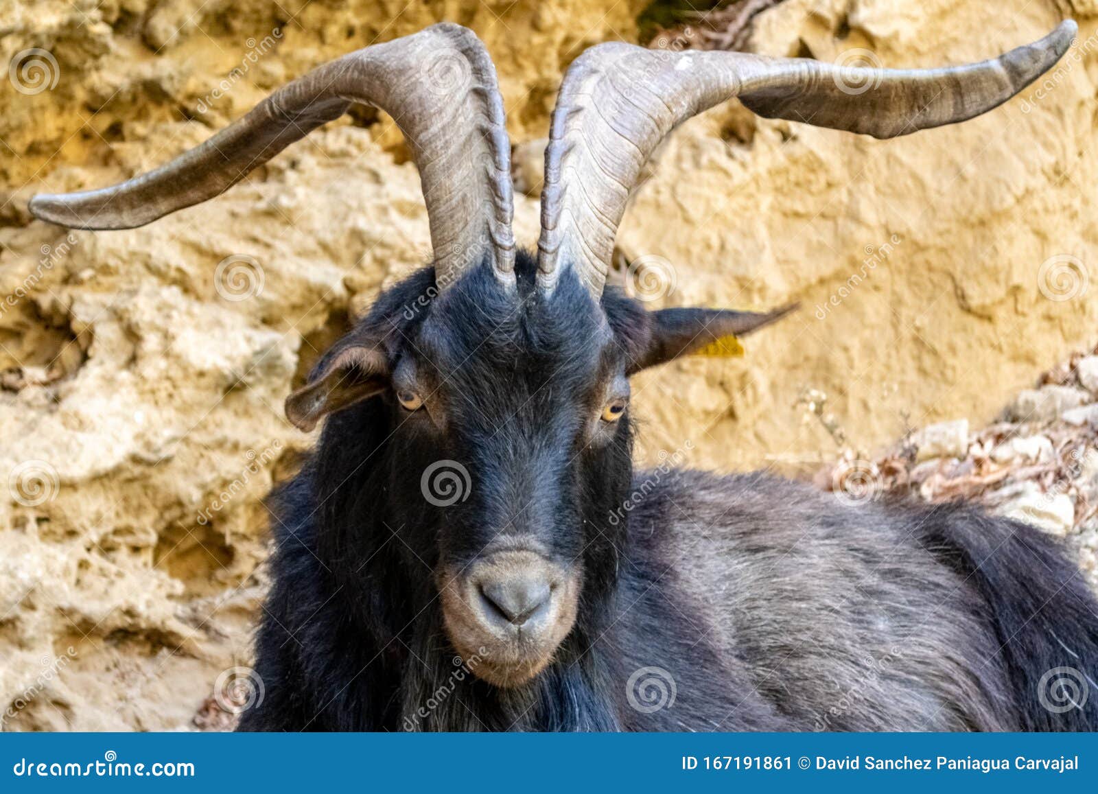 Goat Lying on the Ground Watching Stock Image - Image of breed, head ...