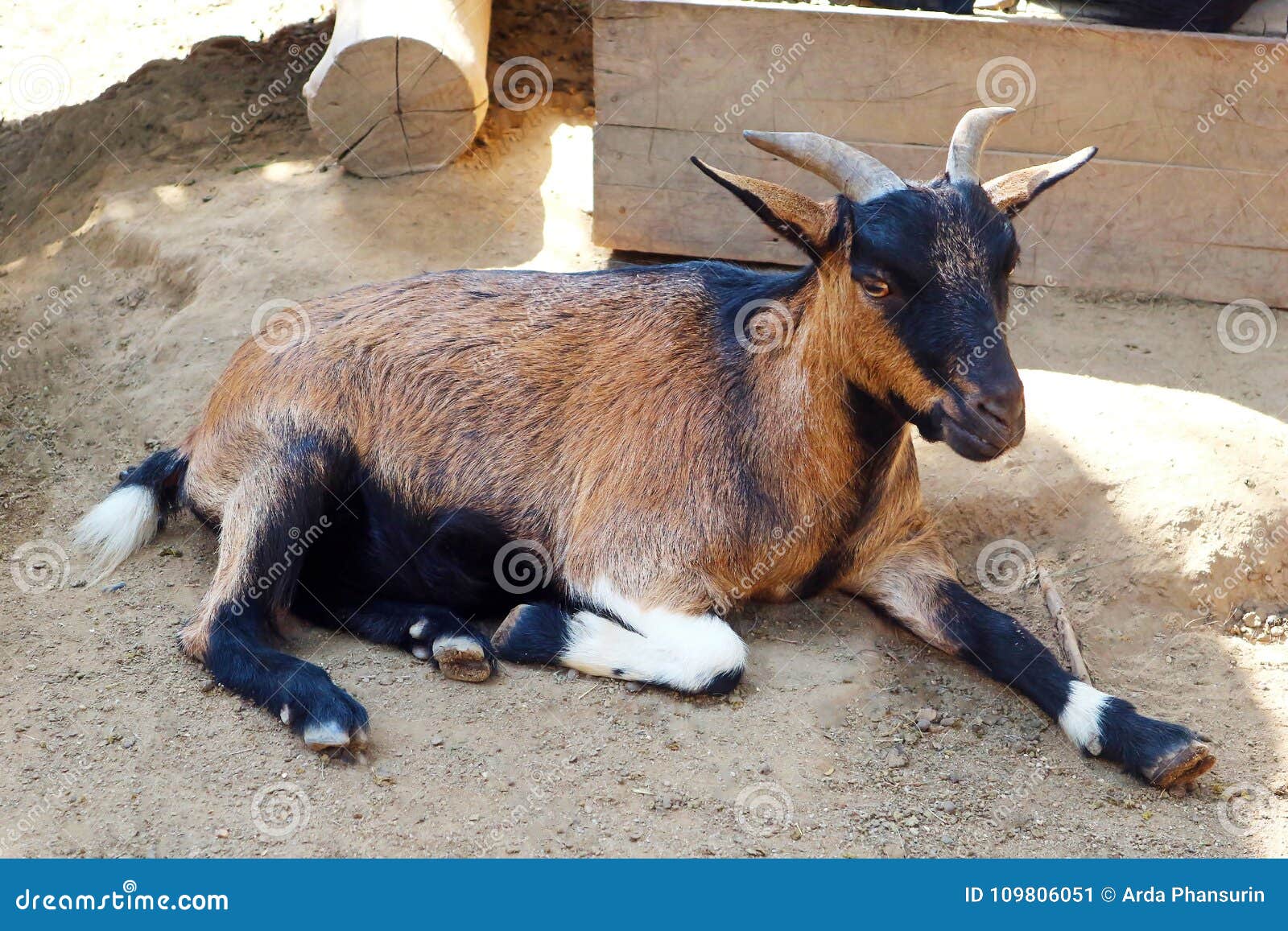 A Goat Lying on the Ground stock image. Image of goats - 109806051