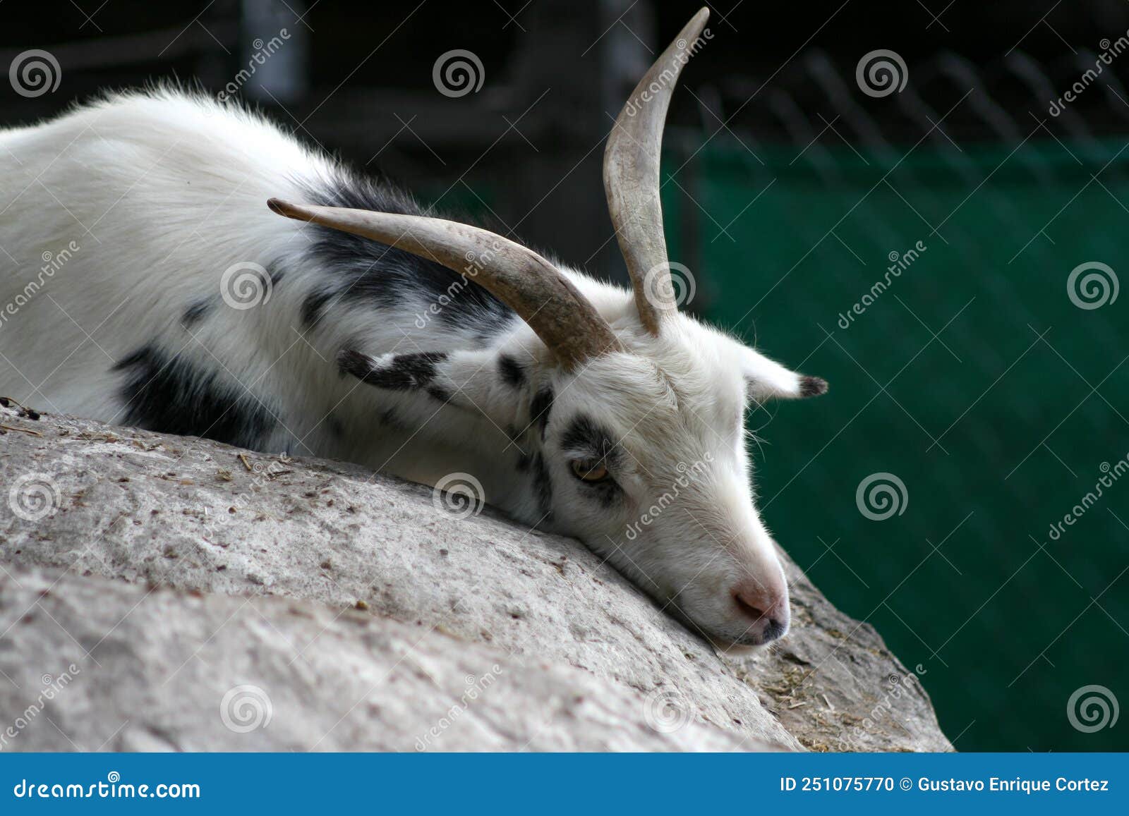 Goat lying on a stone stock photo. Image of domestic - 251075770
