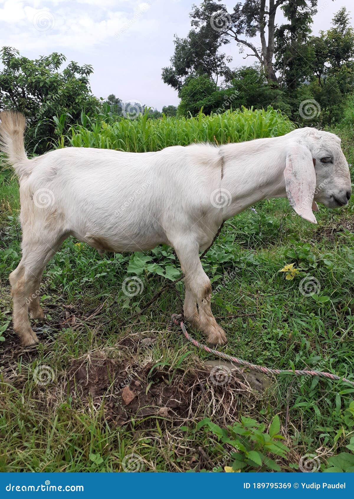 Goat in the maize field stock image. Image of nature - 189795369