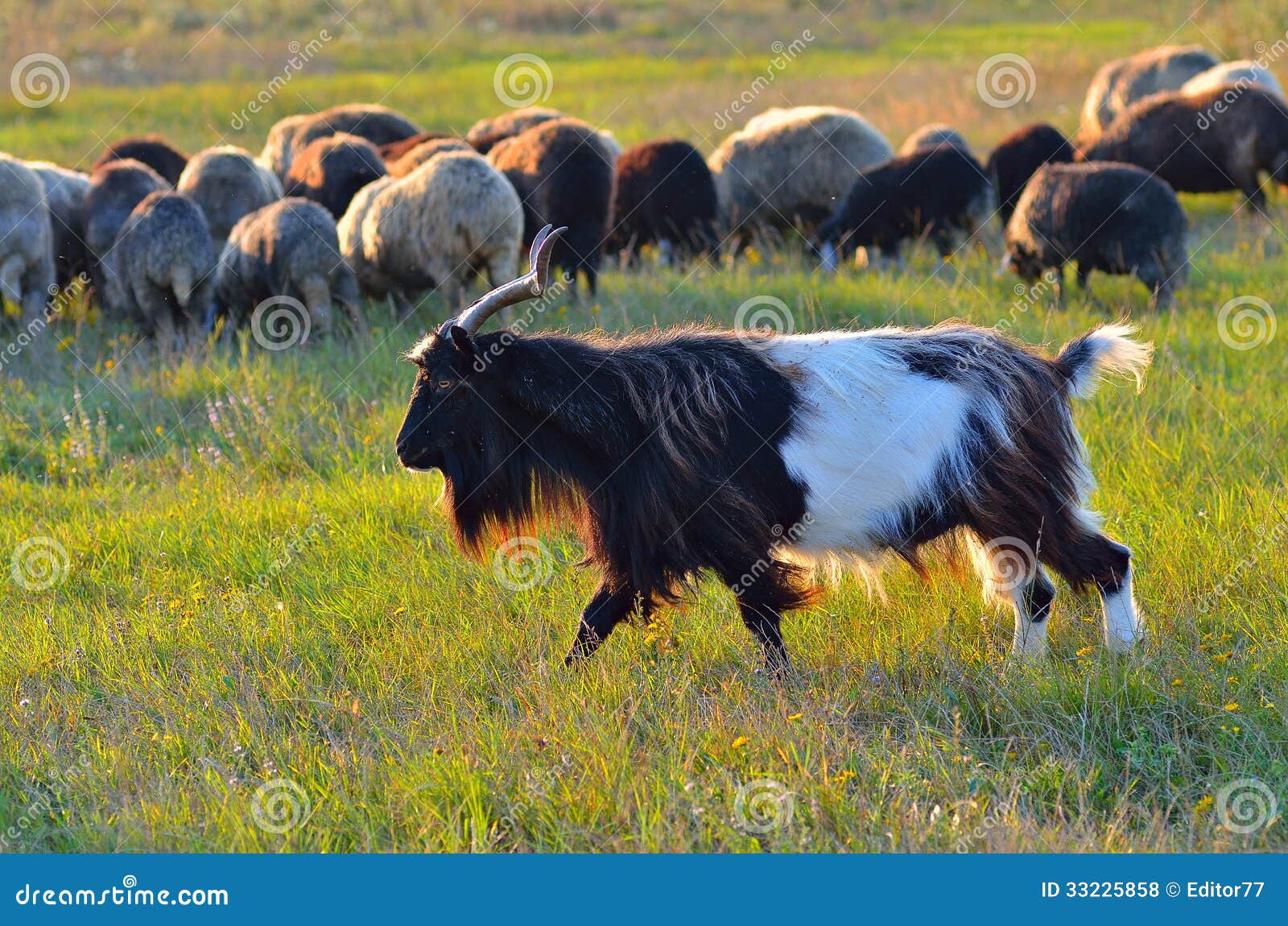 Goat male stock photo. Image of rural, ranch, alpha, meadow - 33225858