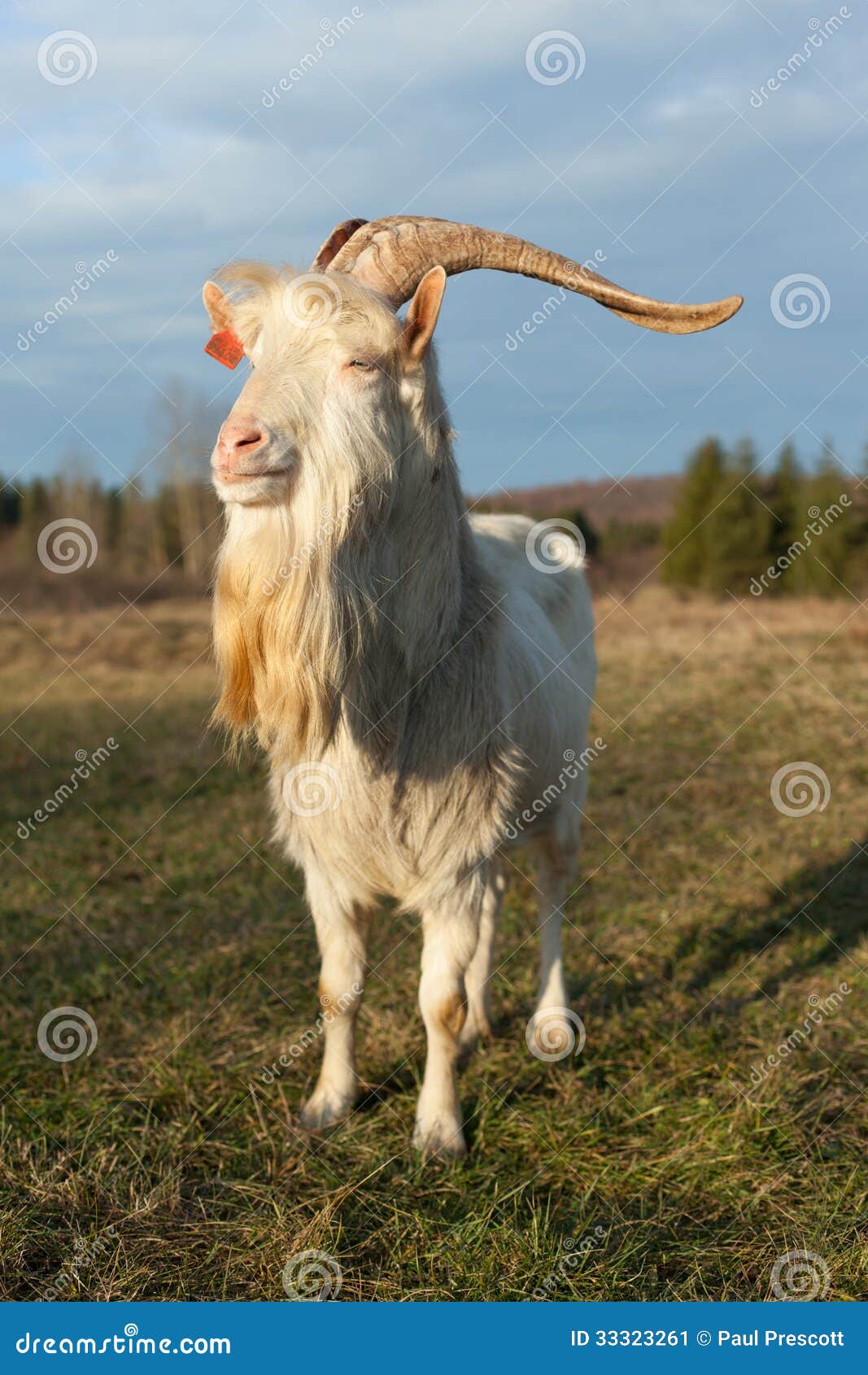 Goat stock image. Image of animal, horned, hairy, standing - 33323261