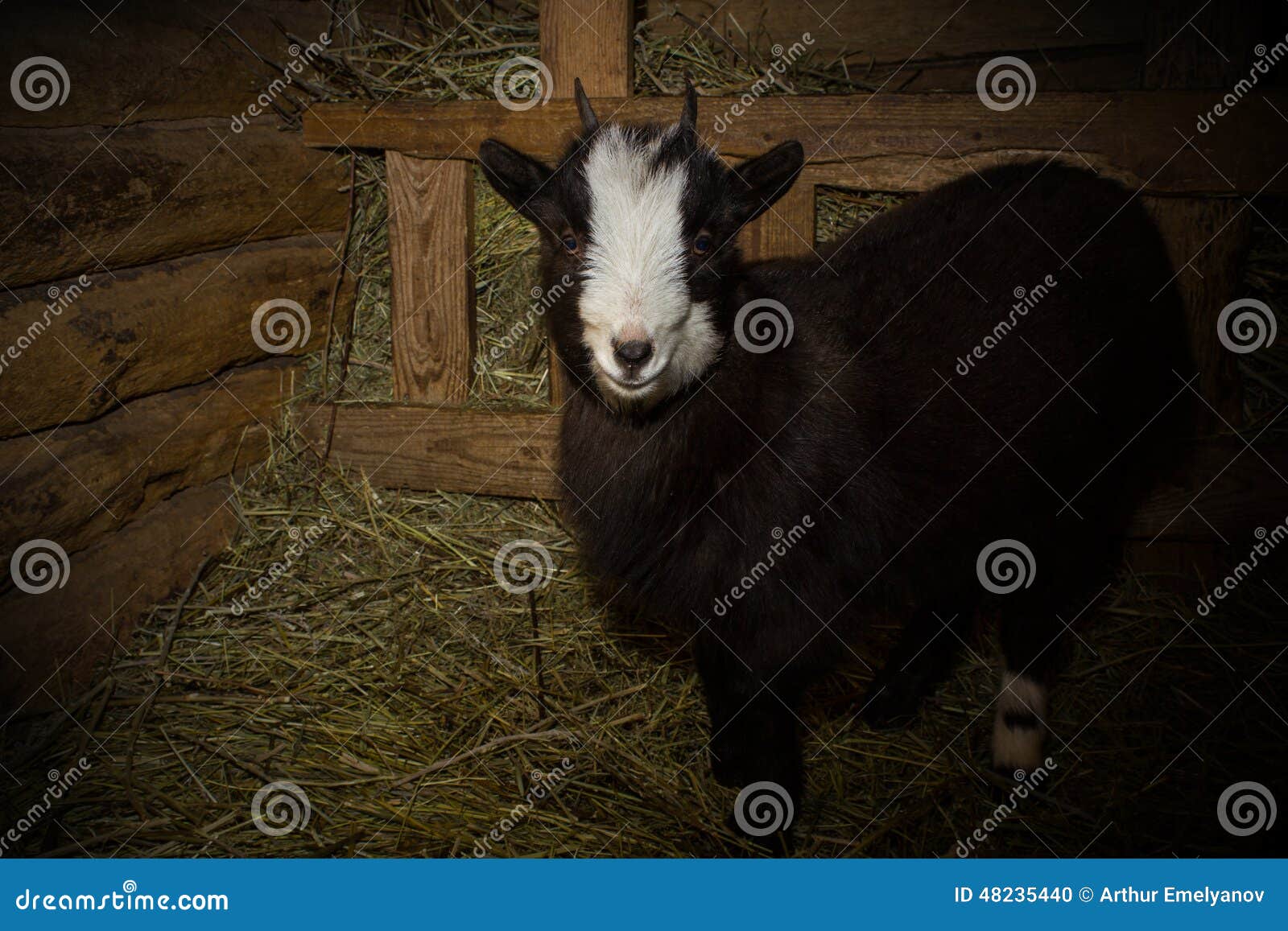 Goat in the manger stock photo. Image of barn, agriculture - 48235440