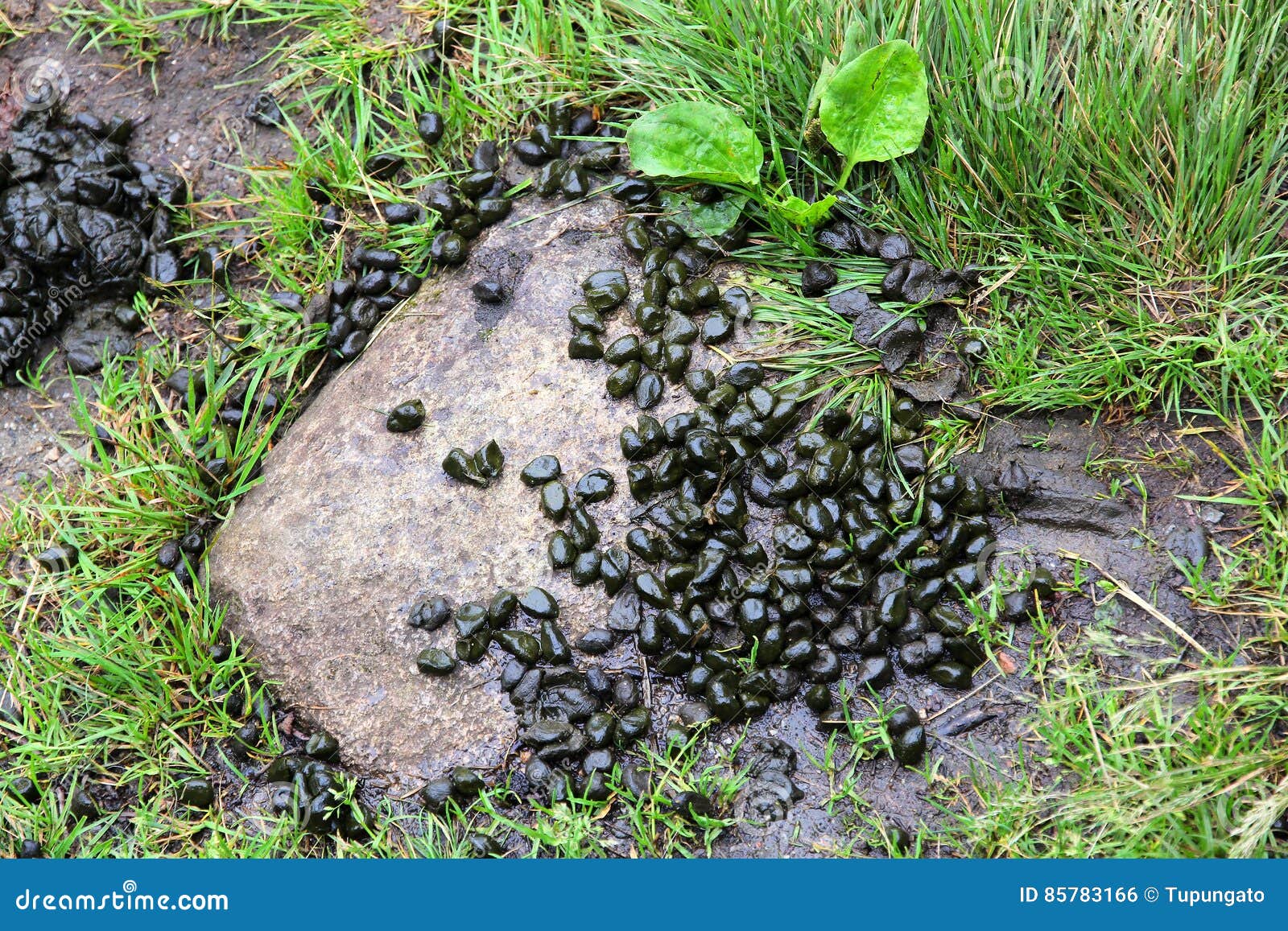 Goat manure stock photo. Image of farm, countryside, goat - 85783166
