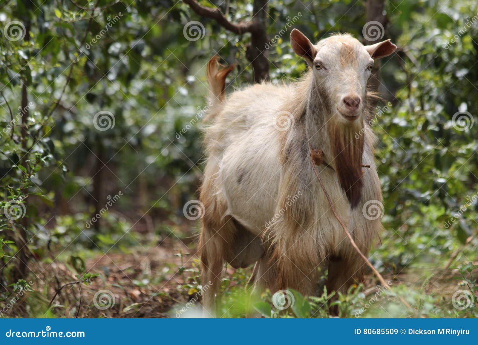 Goat stock image. Image of livestock, animal, goat, mature - 80685509