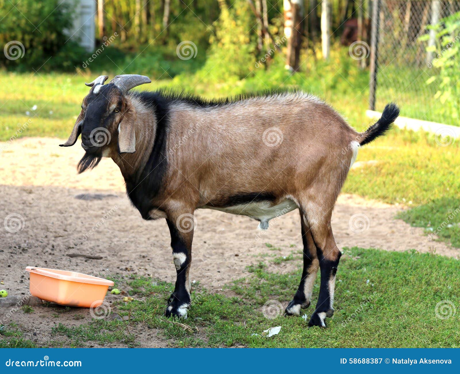 Goat in Meadow. Shooting Outdoors. Rustic Theme Stock Image - Image of ...