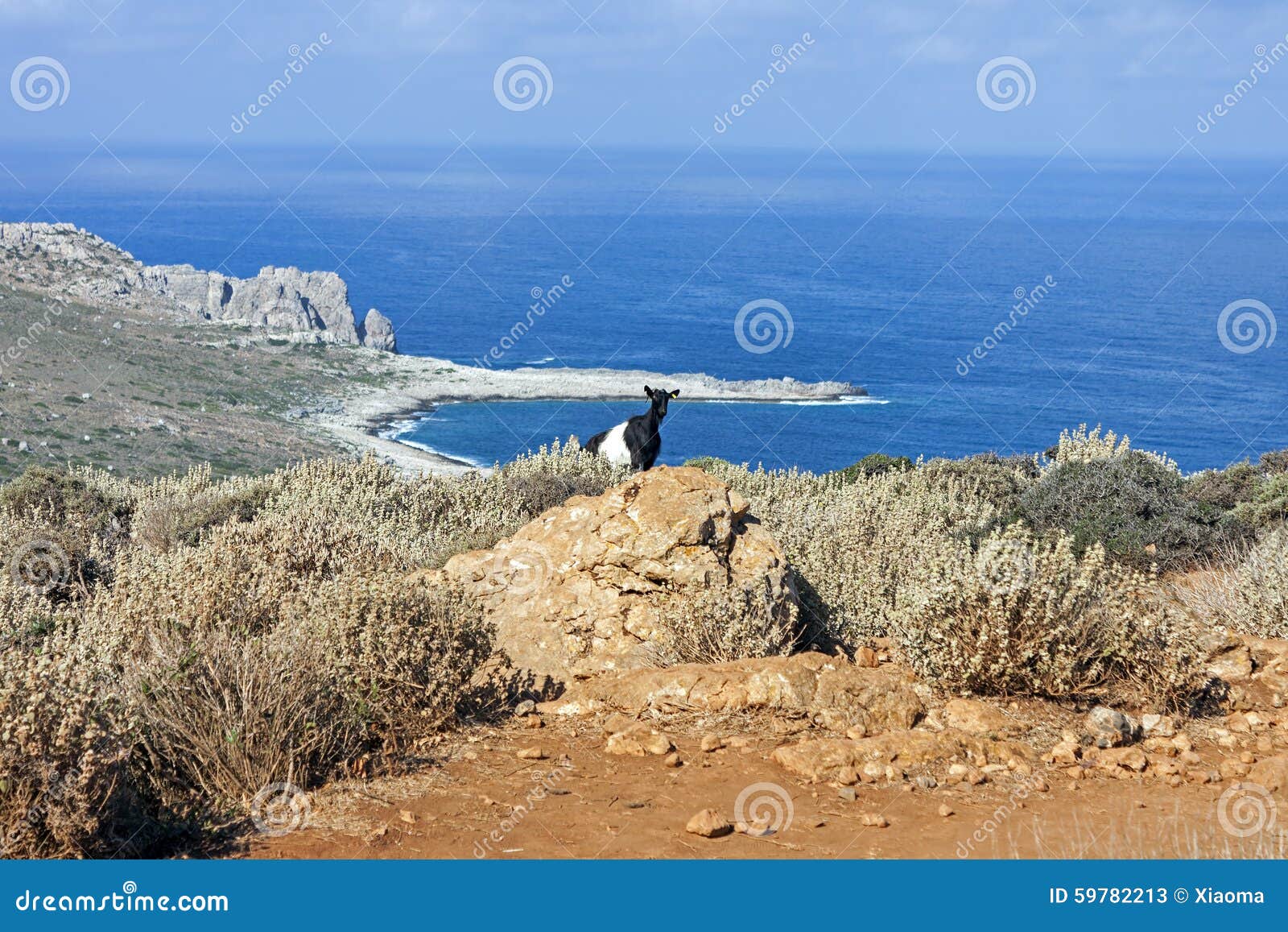 A Goat between the Mediterranean Scrub Stock Image - Image of scrub ...