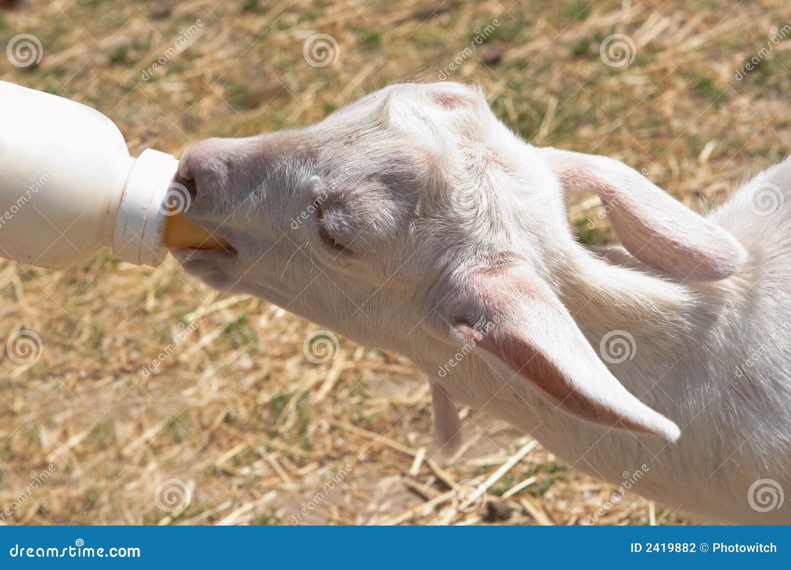 Goat milk stock photo. Image of lamb, small, bottle, farm - 2419882