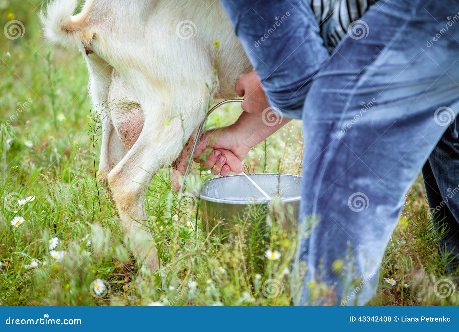 Goat milking in farm stock photo. Image of hair, nature - 43342408