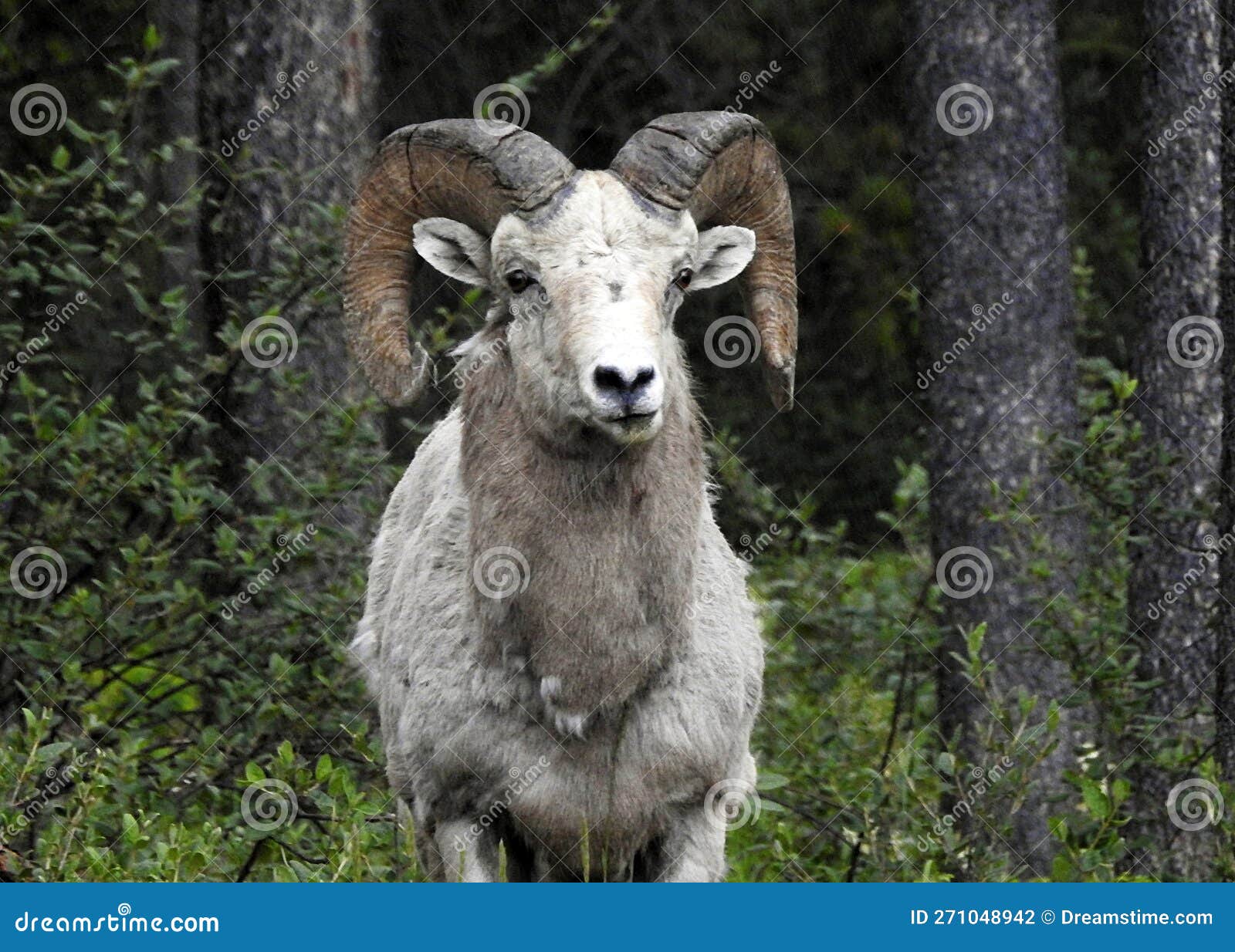 Goat Molting Wool - Banff, Canada Stock Photo - Image of nature, summer ...