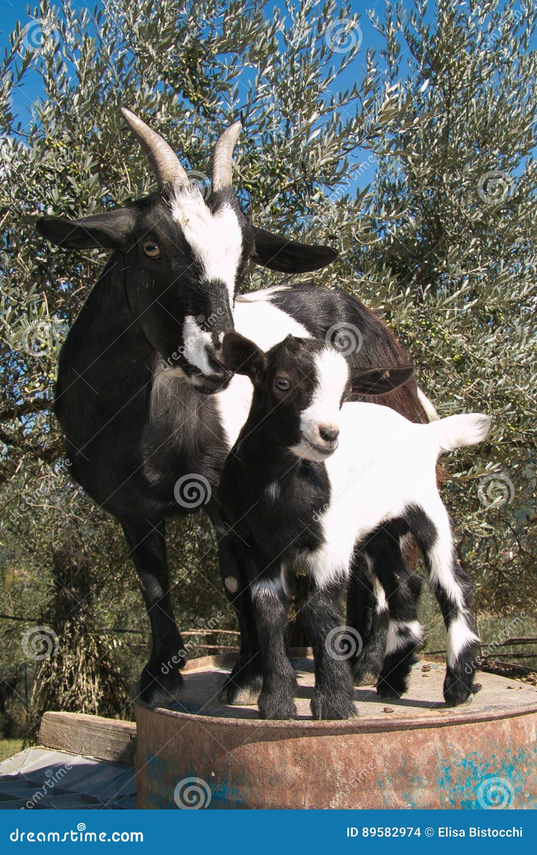 Goat mom with his son stock photo. Image of cute, horns - 89582974