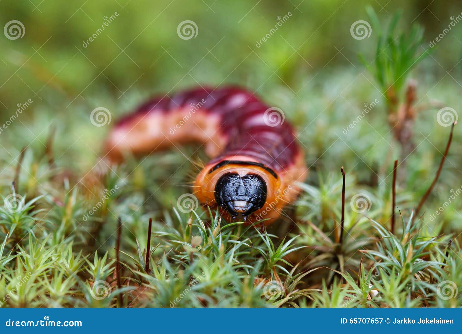 Goat moth stock image. Image of ground, animal, goat - 65707657