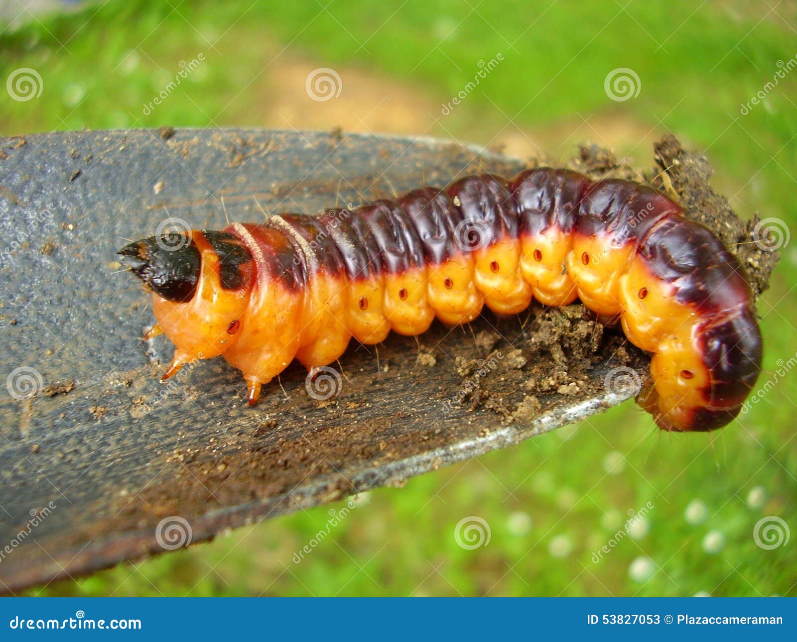 Goat Moth Caterpillar stock image. Image of macro, larva - 53827053