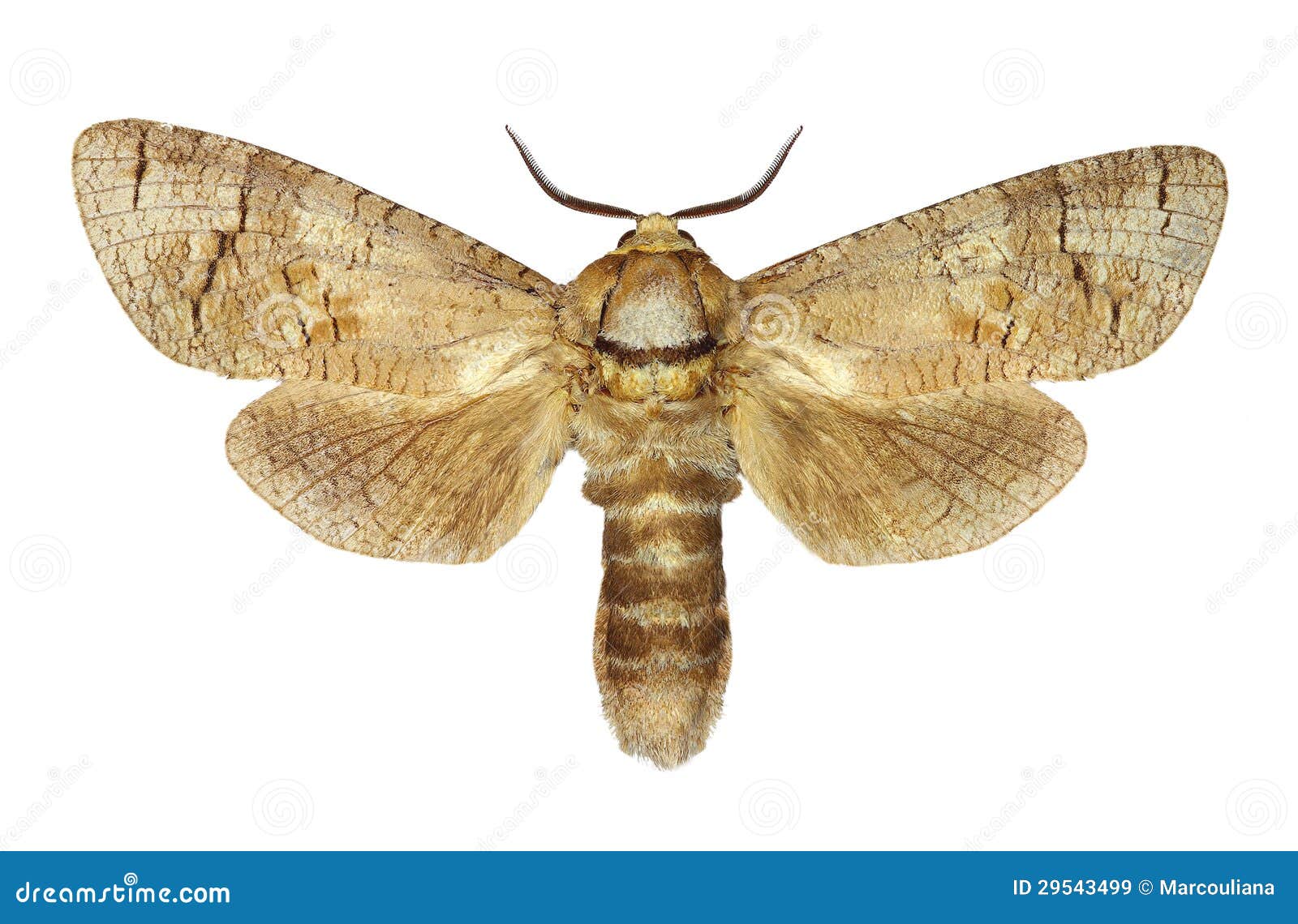 Goat moth (Cossus cossus) stock image. Image of studio - 29543499