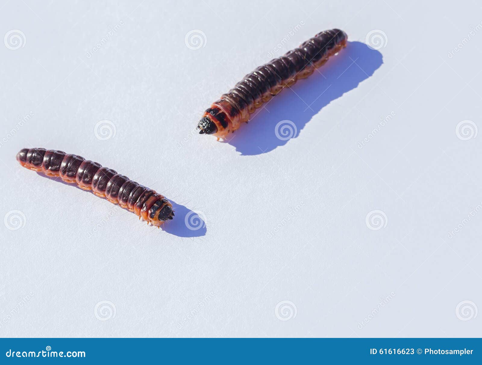 Goat Moths Stock Photos - Free & Royalty-Free Stock Photos from Dreamstime