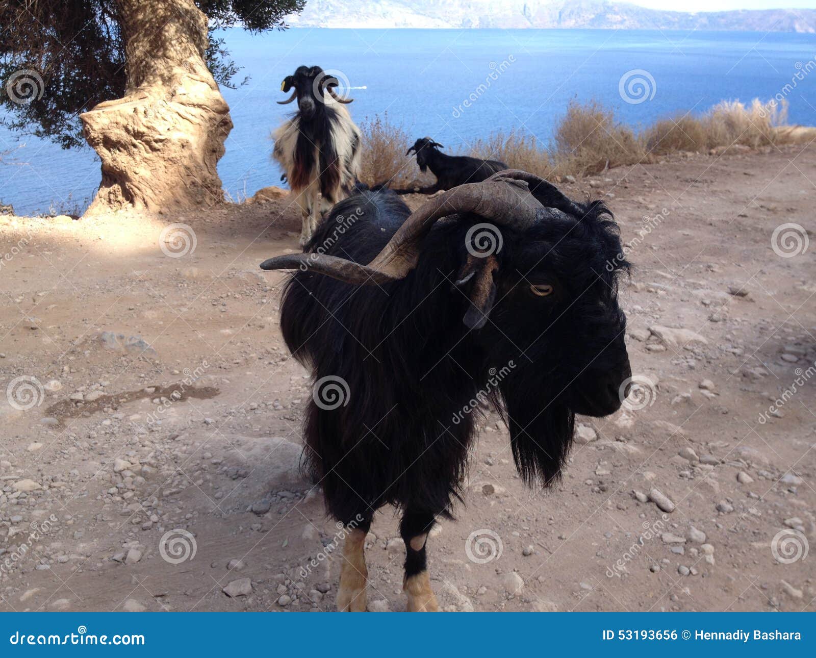 Goat stock photo. Image of cloud, island, cretan, coast - 53193656