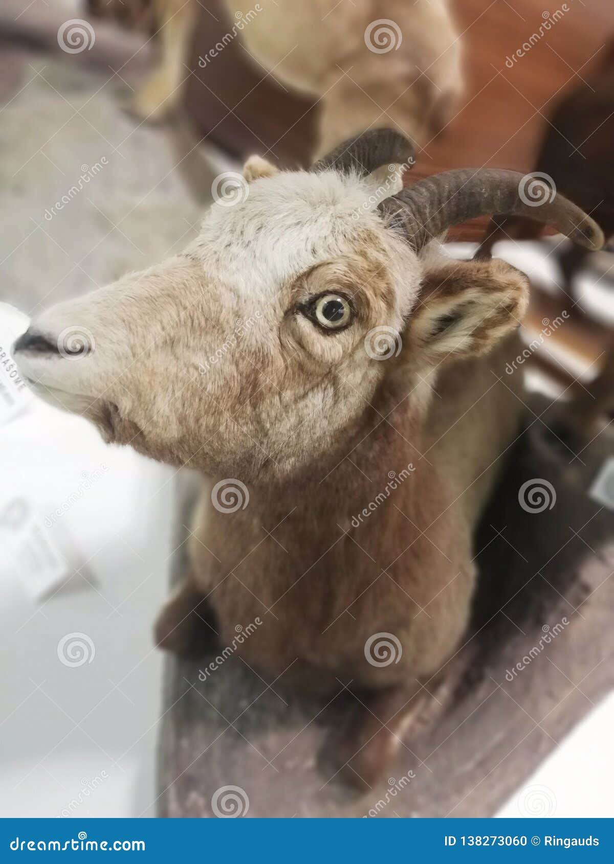 Goat at museum stock photo. Image of tadas, kaunas, horns - 138273060