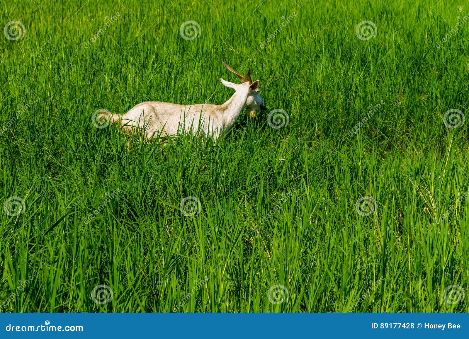 Goat in natural background stock photo. Image of meadow - 89177428