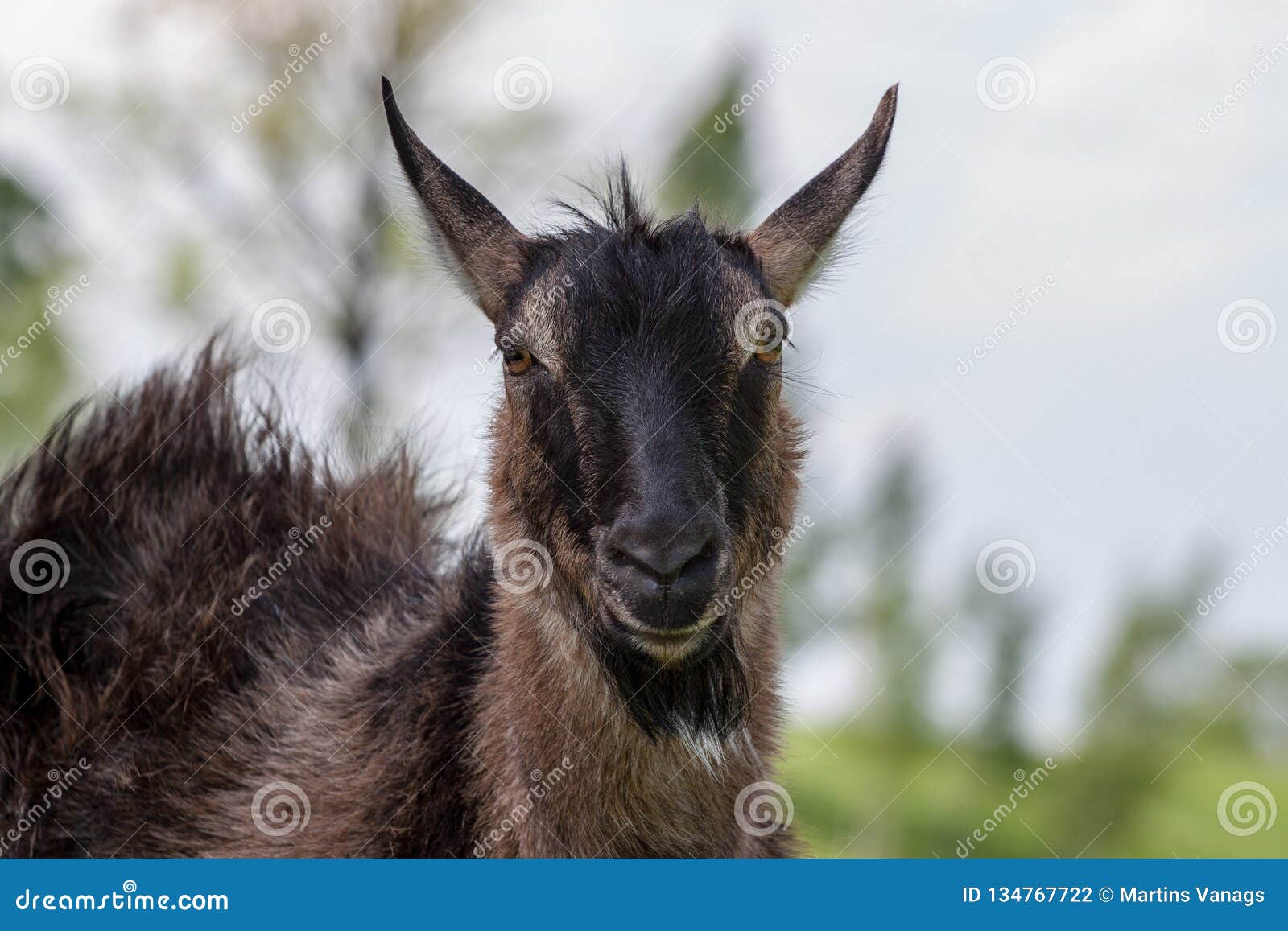 Goat in Natural Environment Stock Photo - Image of meadow, domestic ...