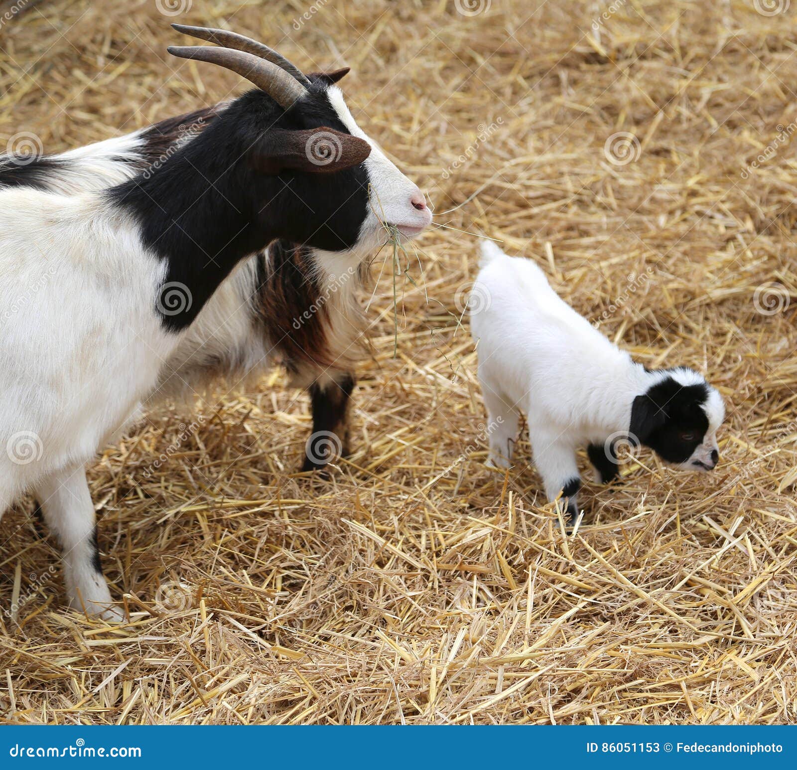 Goat newborn with her mom stock image. Image of ranch - 86051153