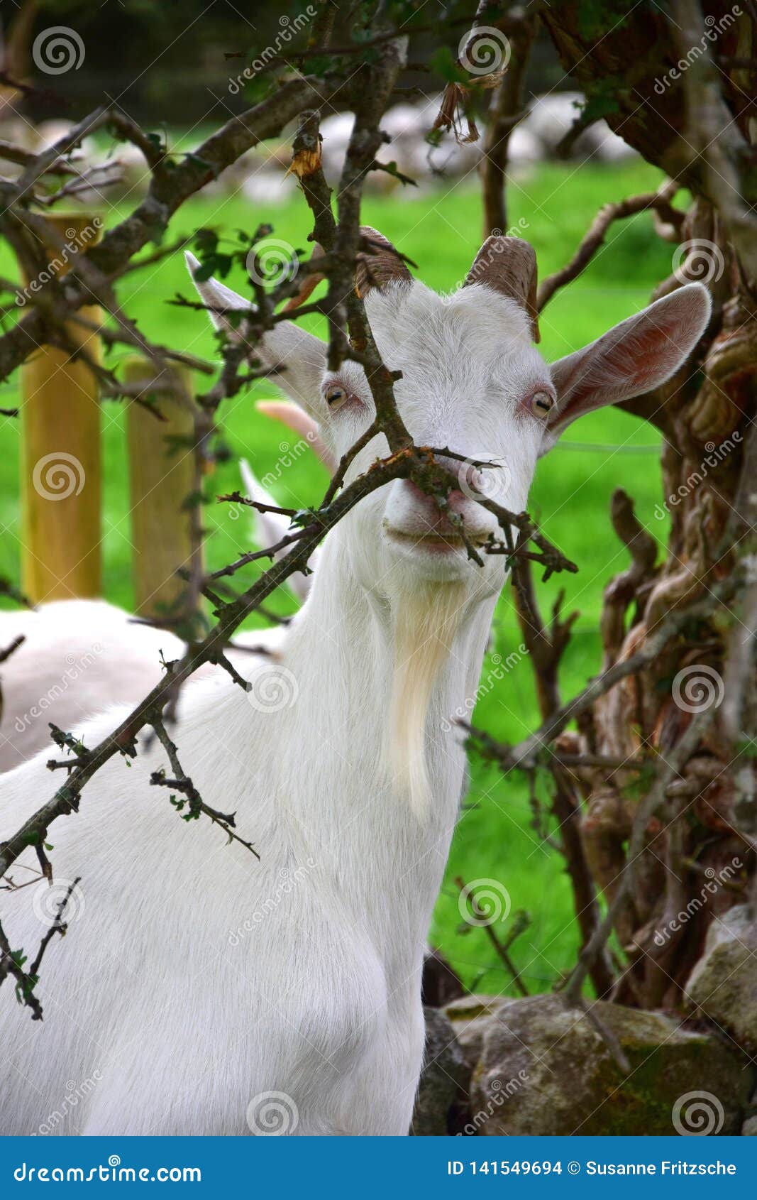 A Goat Nibbling on Branches Stock Photo - Image of eating, domestic ...