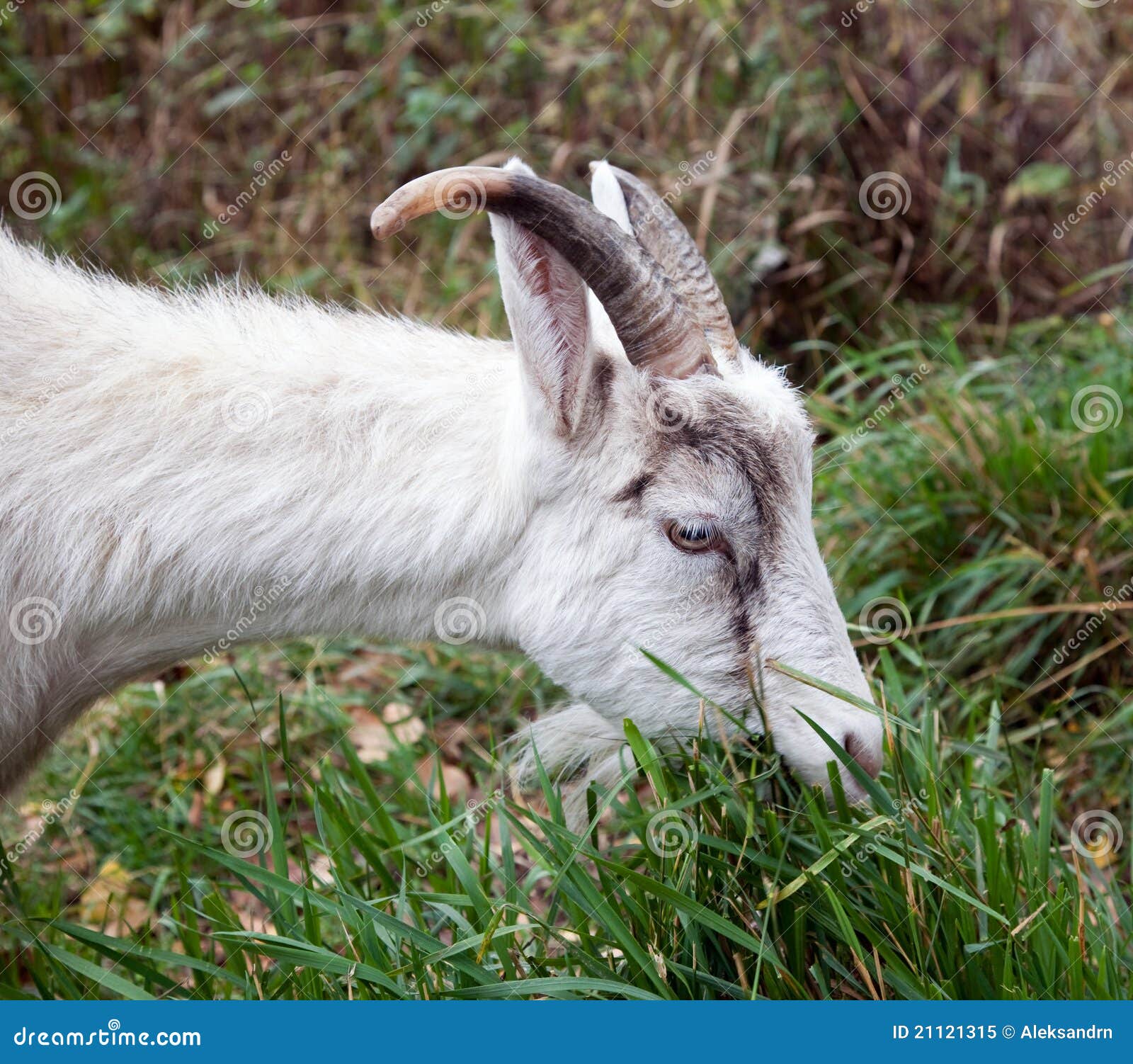Goat nibbling grass stock image. Image of horn, sheep - 21121315