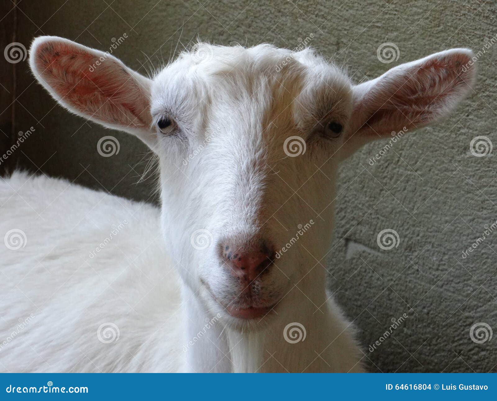 Goat stock photo. Image of goat, smilling, farm, smile - 64616804
