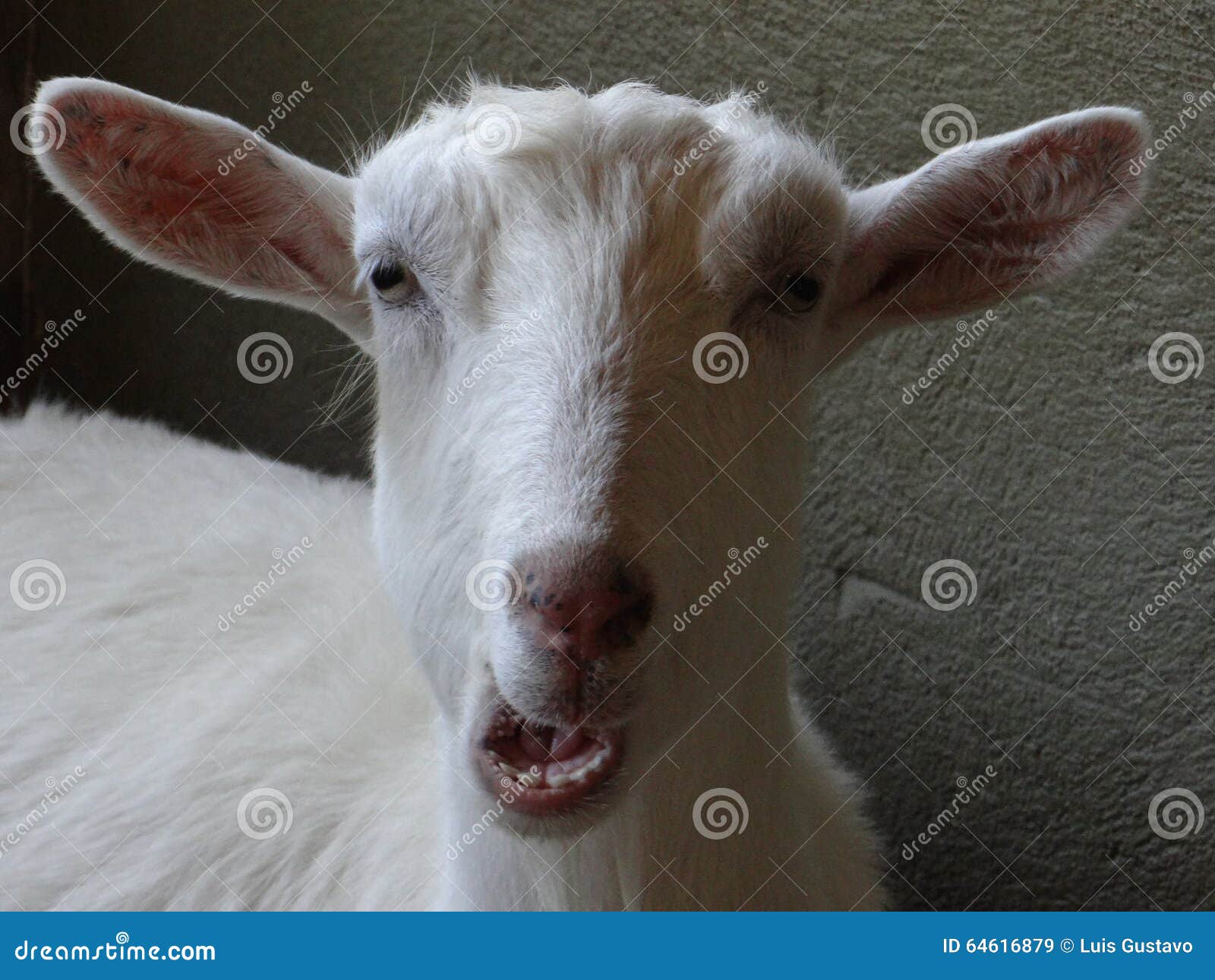 Goat stock image. Image of farm, smile, white, stockyard - 64616879