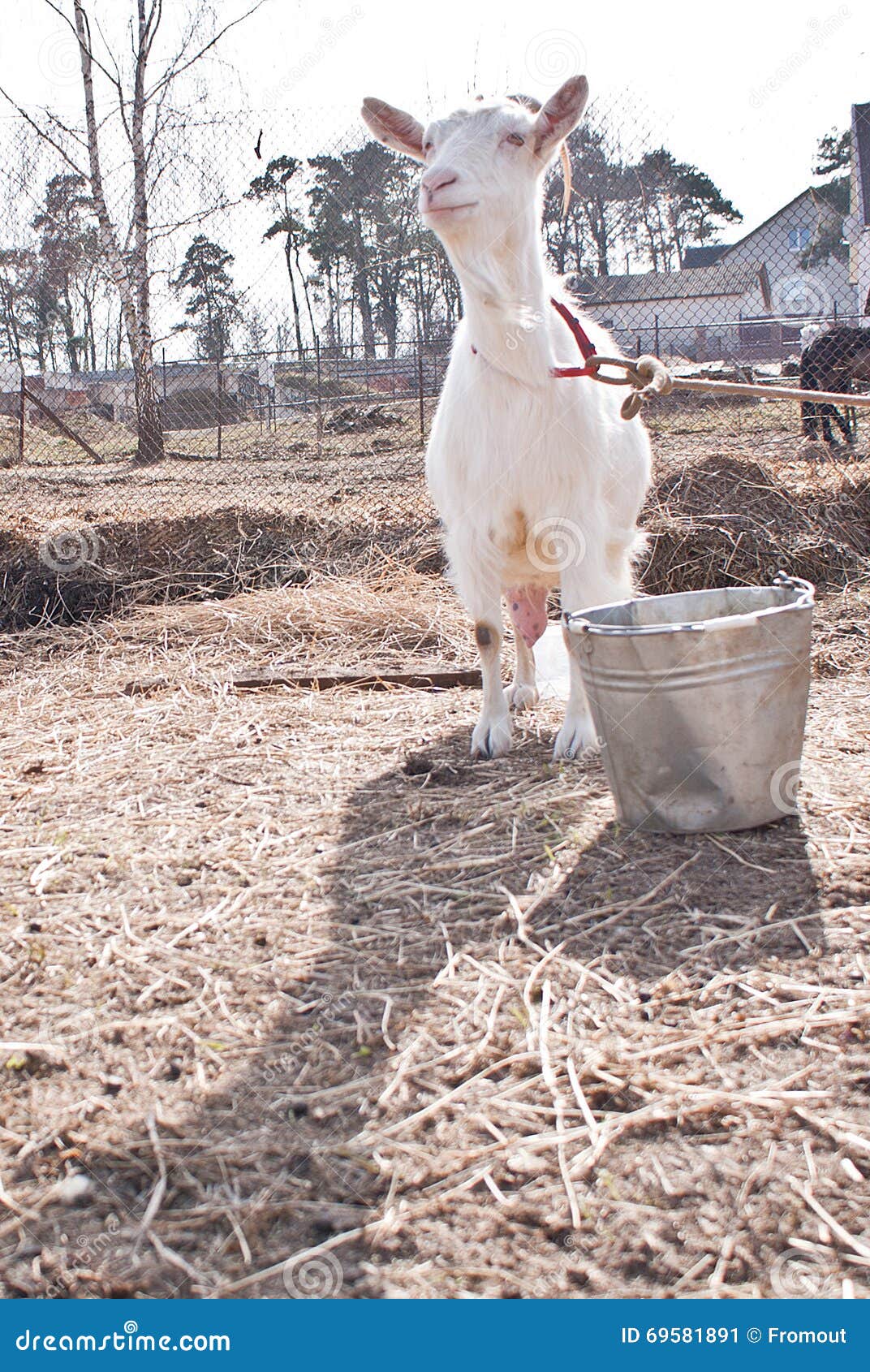 Goat stock image. Image of sunshine, rural, agriculture - 69581891