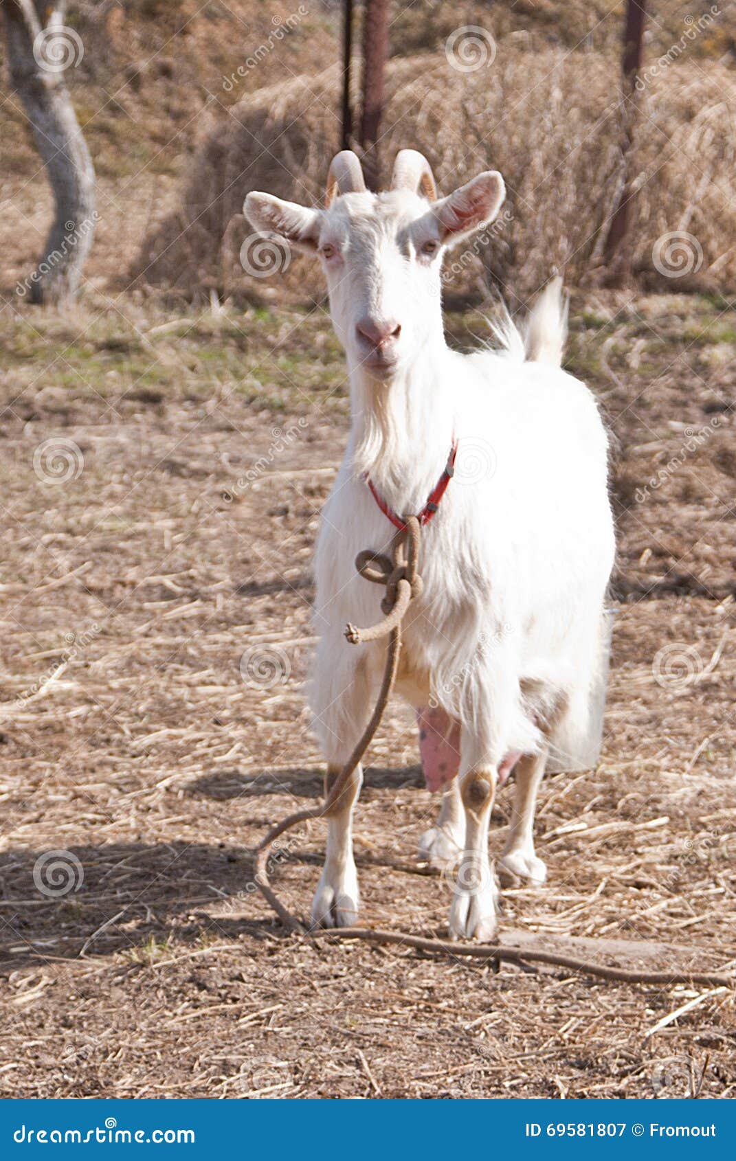 Goat stock image. Image of bearded, alone, animal, outdoor - 69581807