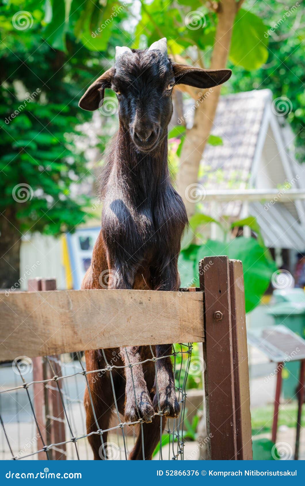 Goat stock photo. Image of goat, mammal, animal, head - 52866376
