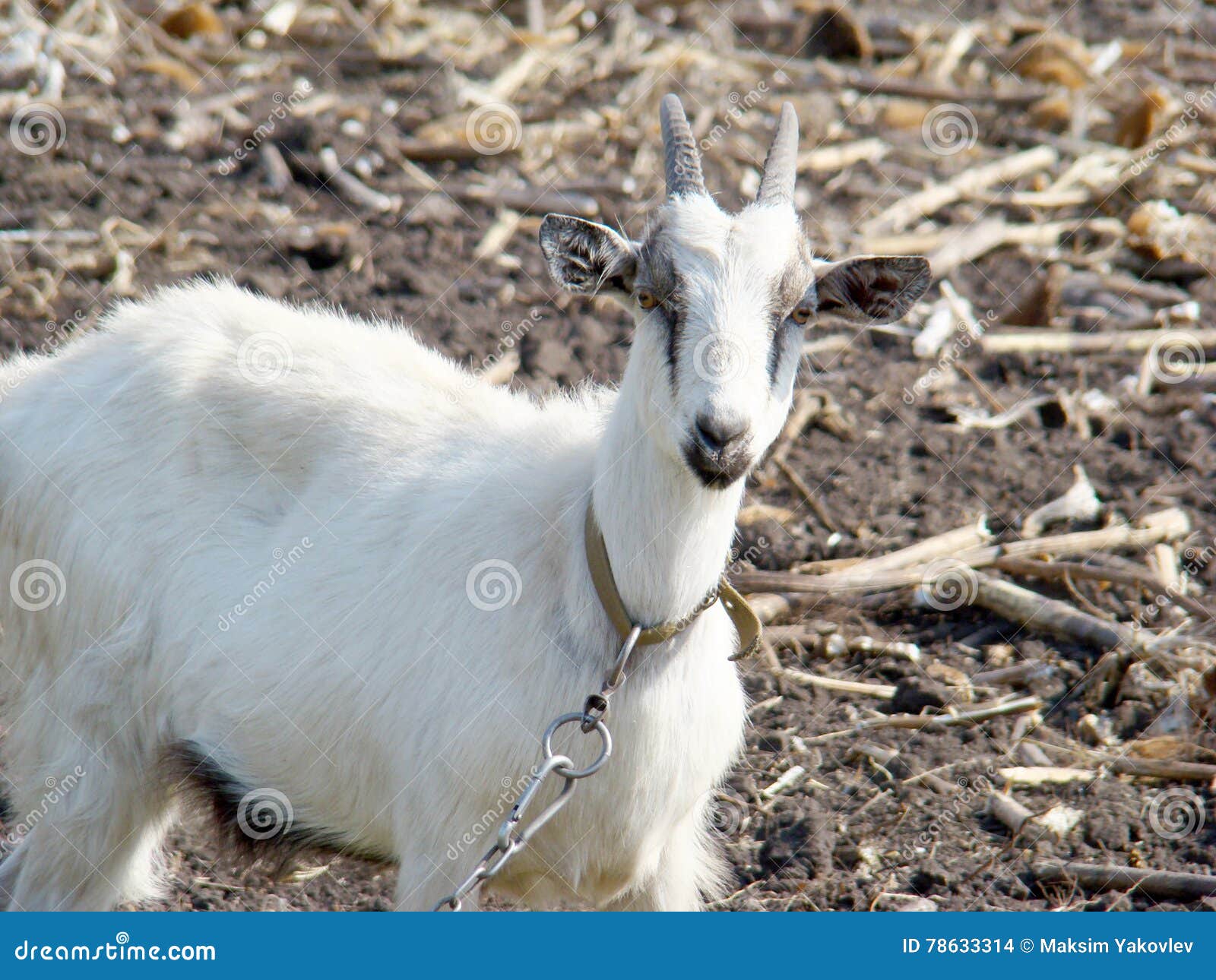 Goat stock photo. Image of animals, natural, agriculture - 78633314